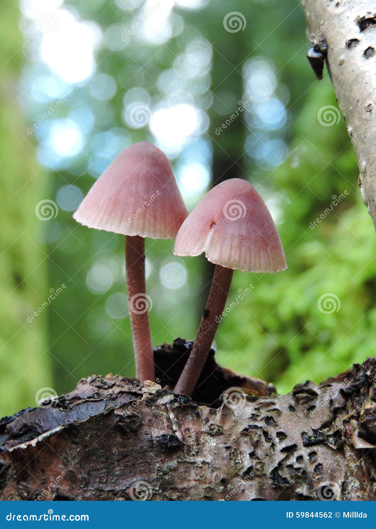Toadstool on tree branch stock photo. Image of tree, closeup - 59844562