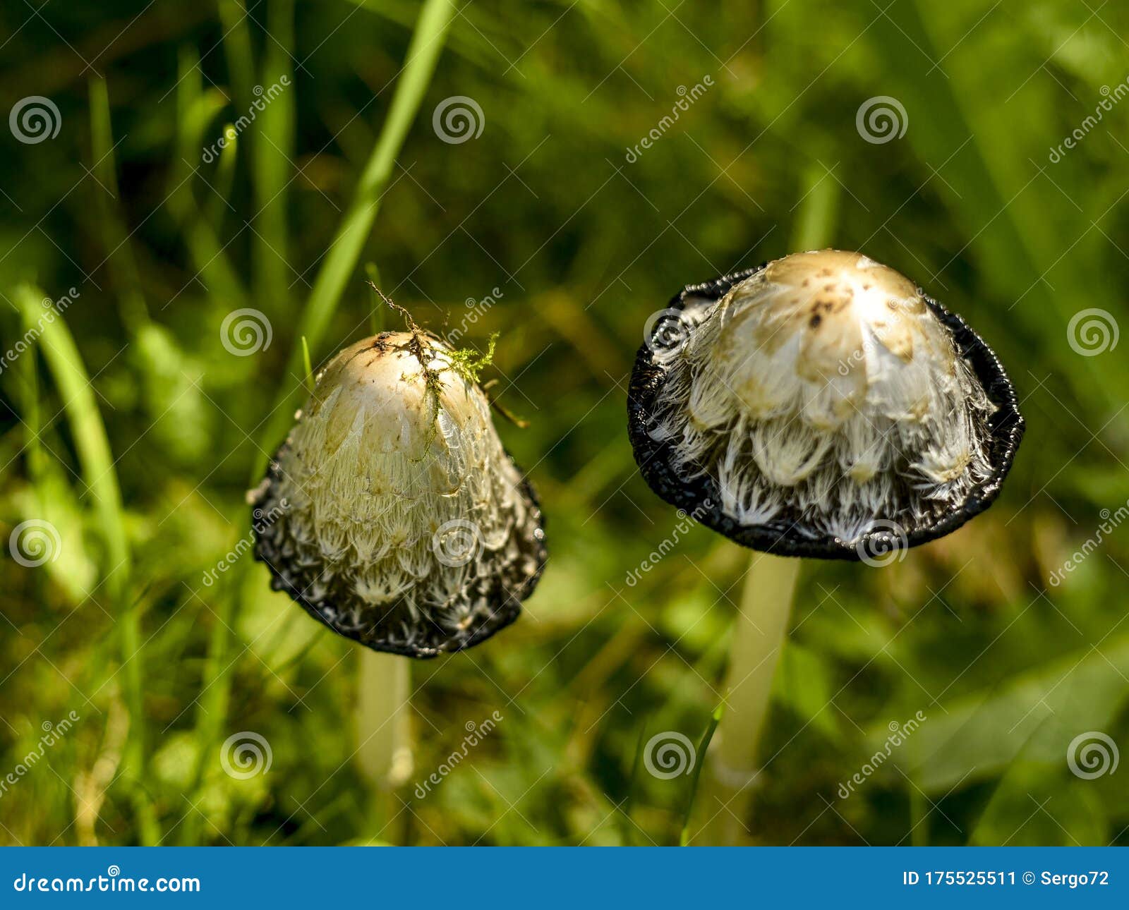 Toadstool type mushrooms stock image. Image of toadstool - 175525511
