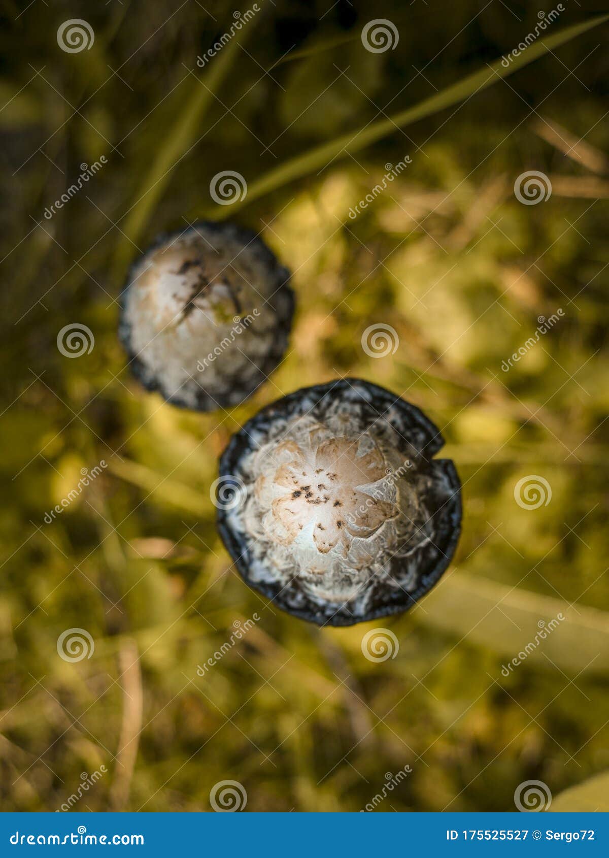 Toadstool type mushrooms stock image. Image of development - 175525527