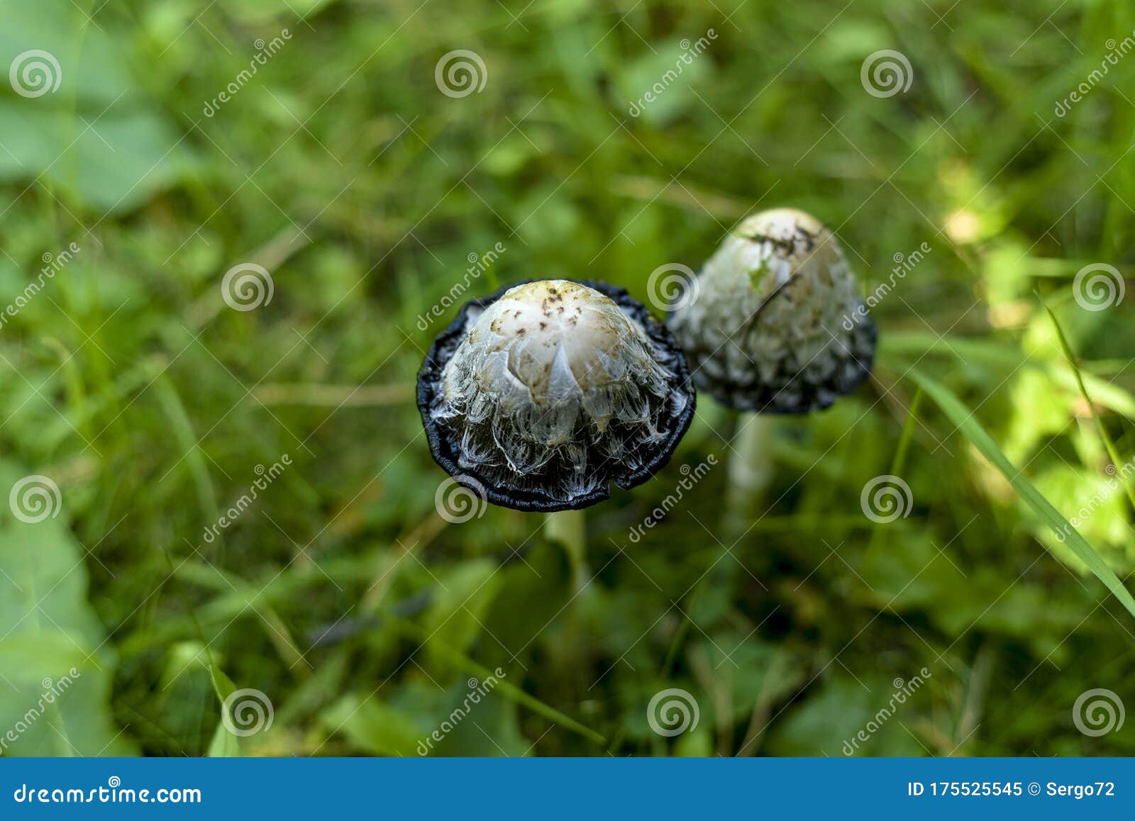 Toadstool type mushrooms stock image. Image of background - 175525545