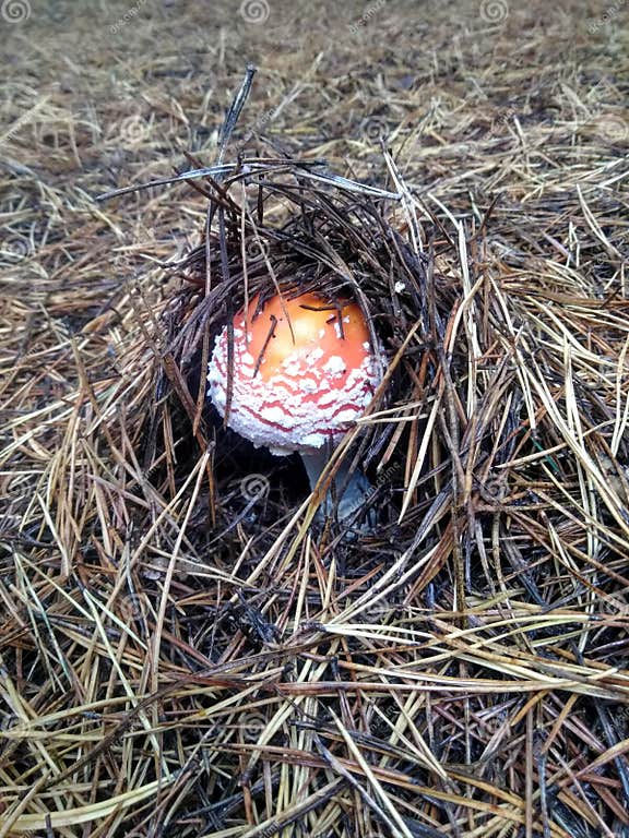 Toadstool Under Pine Needles. Stock Photo - Image of wildlife, tree ...