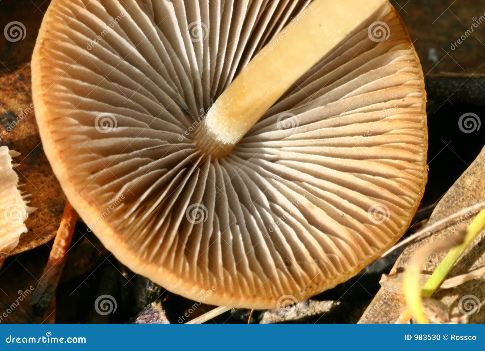 Toadstool Underneath stock photo. Image of tree, dark, damp - 983530