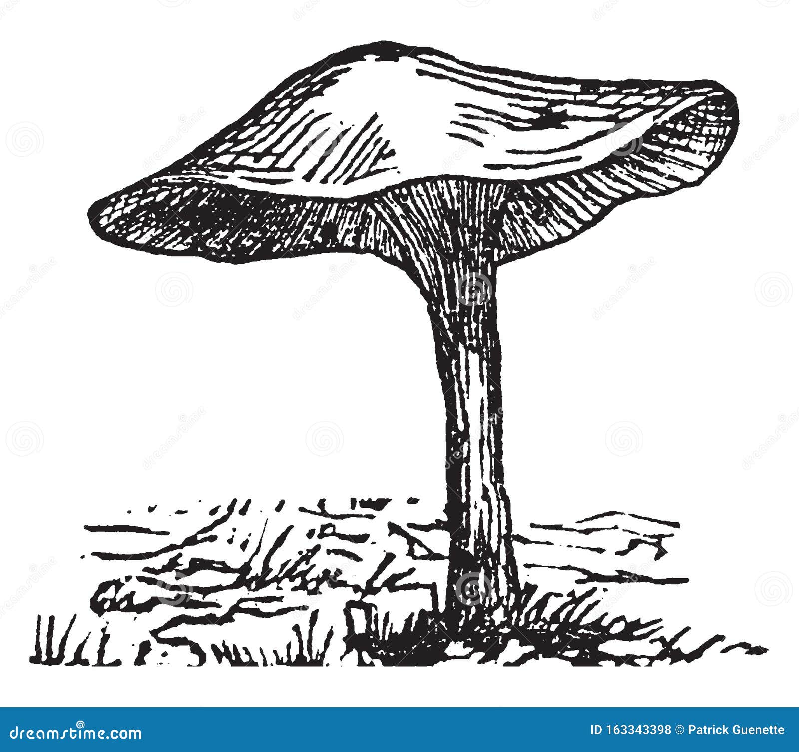 Toadstool Vintage Illustration Stock Vector - Illustration of rounded ...