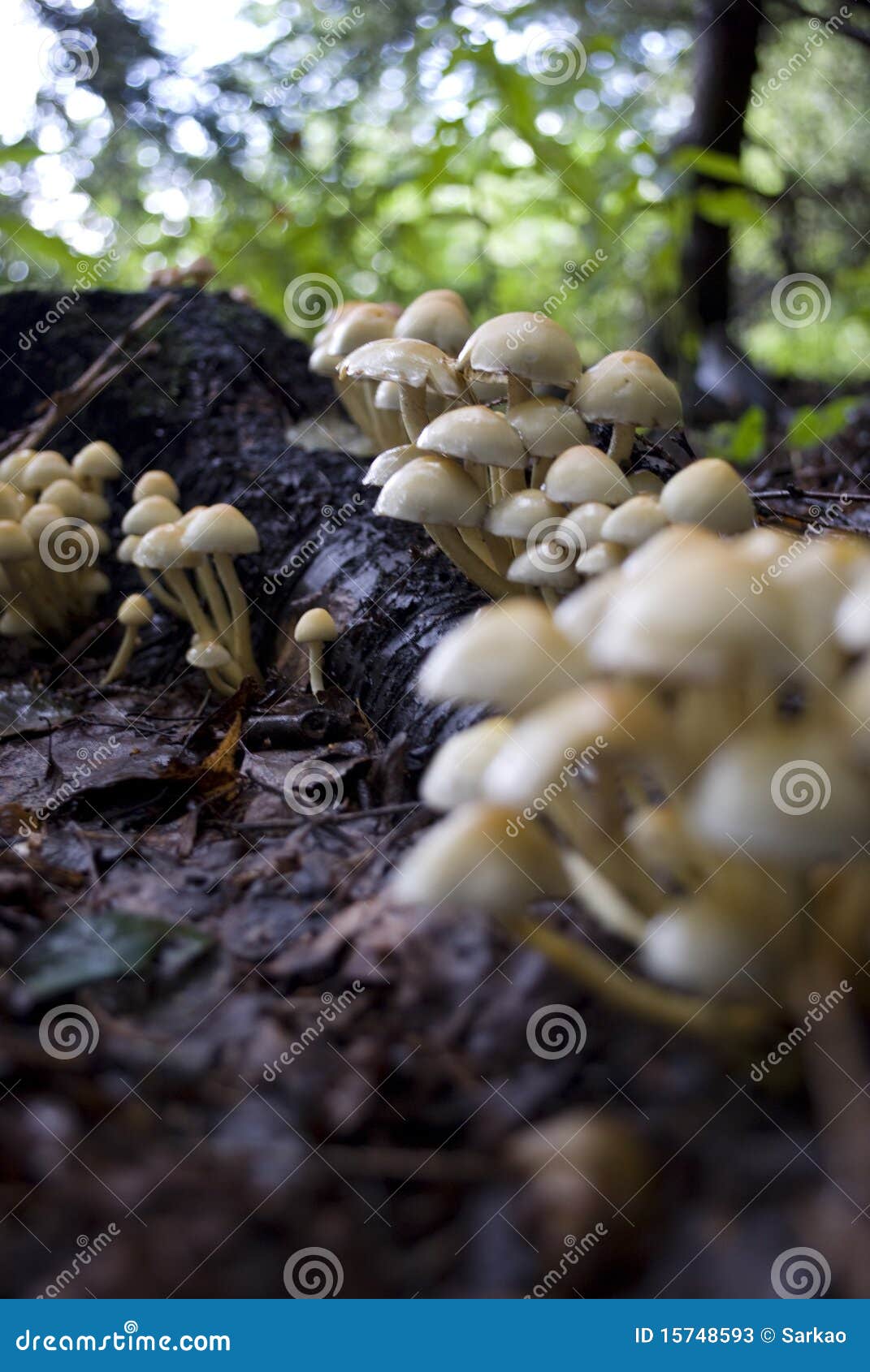 Toadstools stock image. Image of forest, detail, macro - 15748593