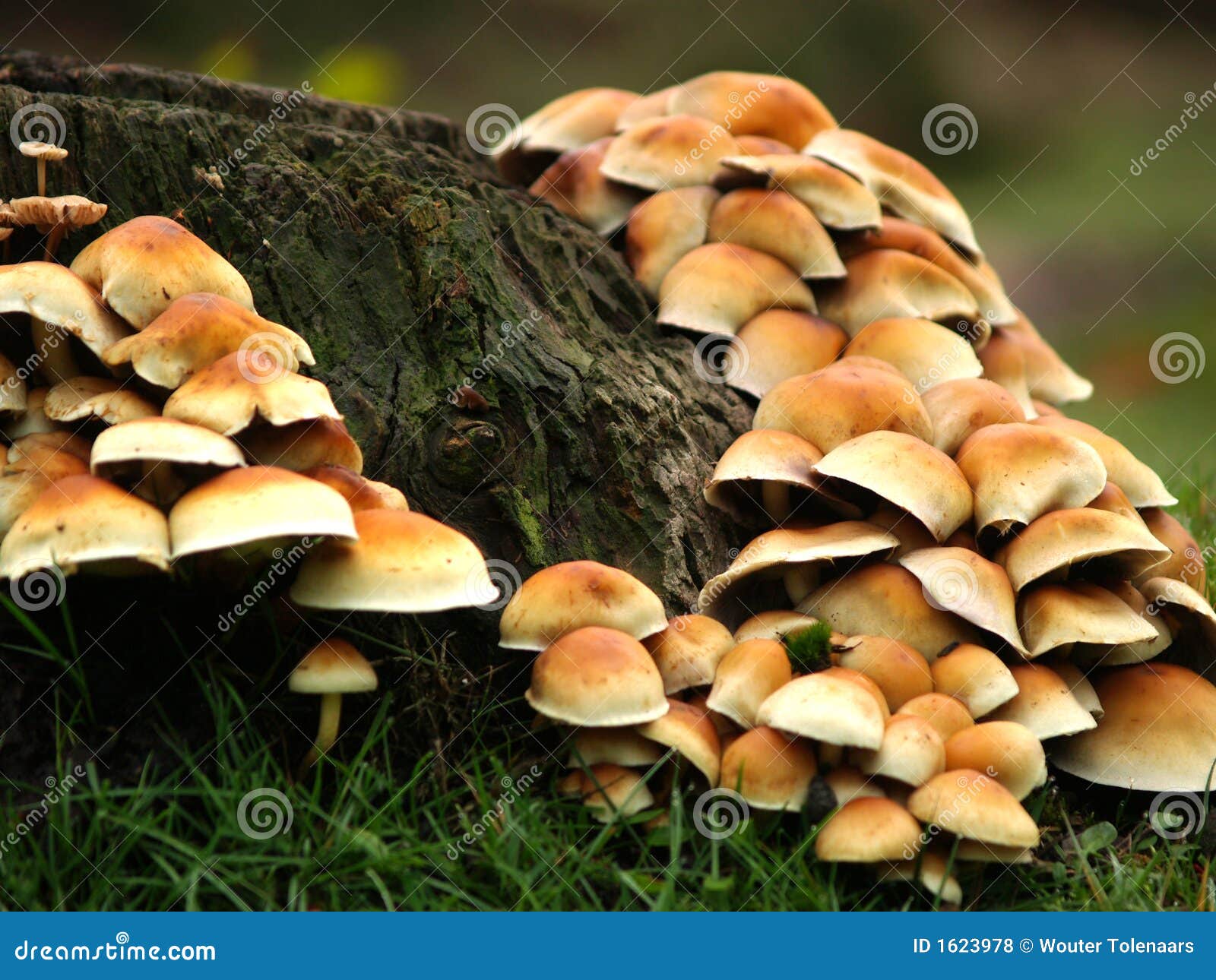 Toadstools stock photo. Image of backdrop, colourful, golden - 1623978