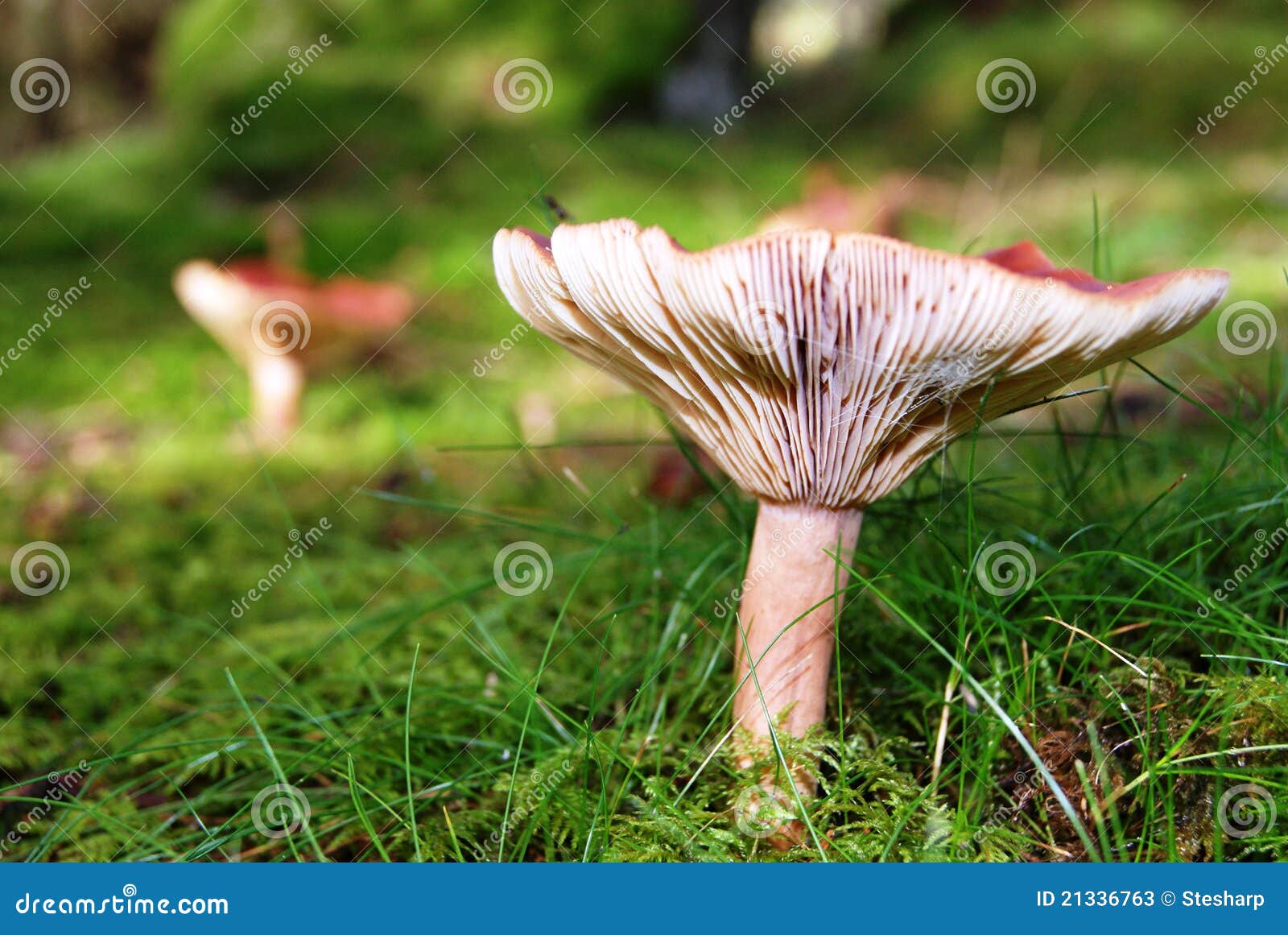 Toadstools stock image. Image of forest, autumn, ground - 21336763