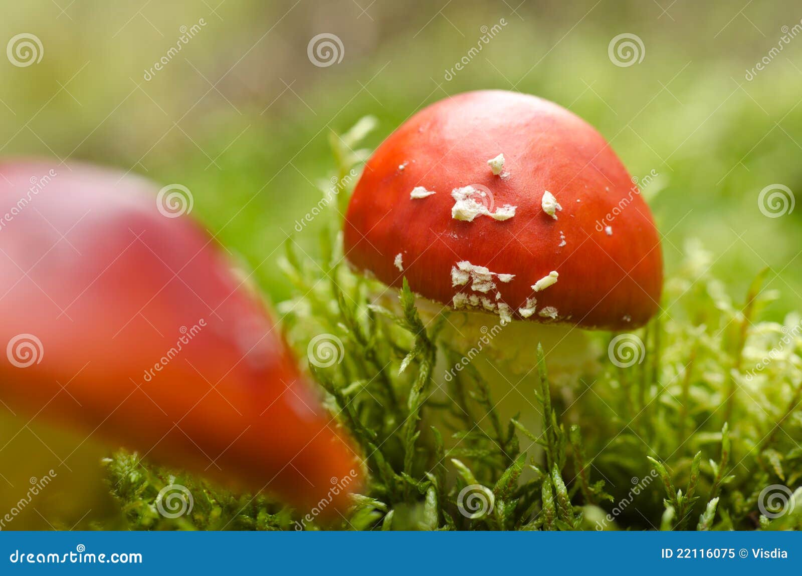 Toadstools stock image. Image of mushroom, fungus, autumn - 22116075