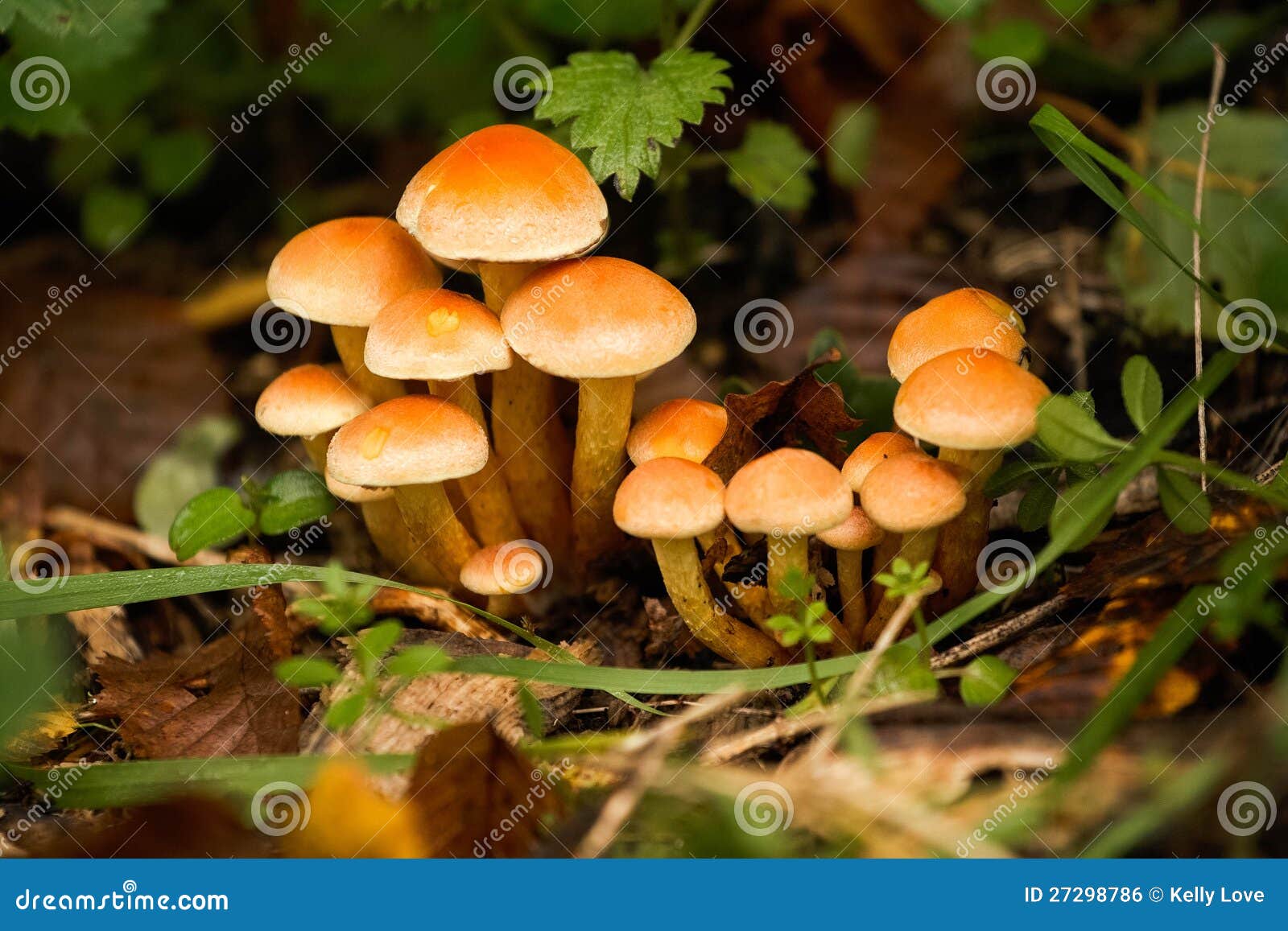 Toadstools stock photo. Image of nature, fungus, toadstool - 27298786