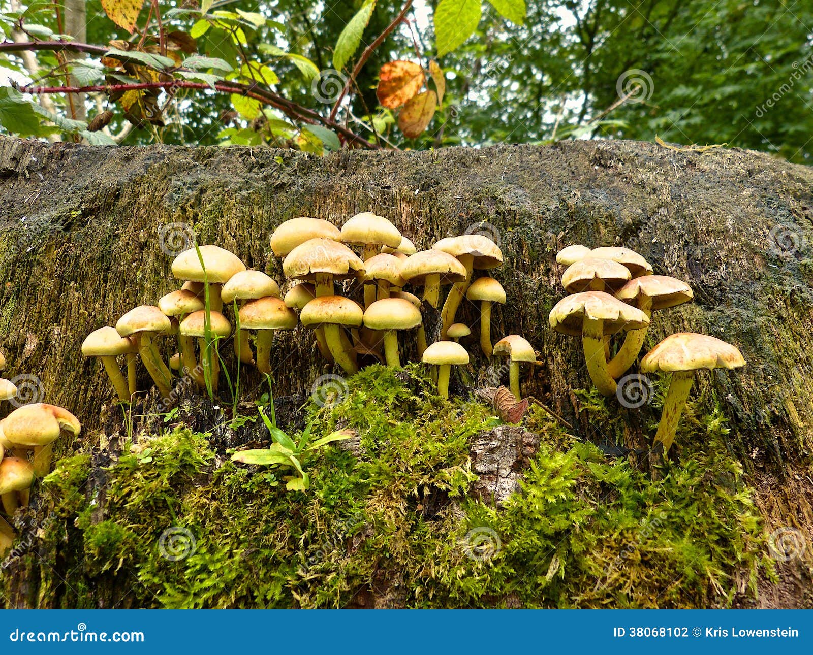 Toadstools stock photo. Image of species, fungi, treestump - 38068102