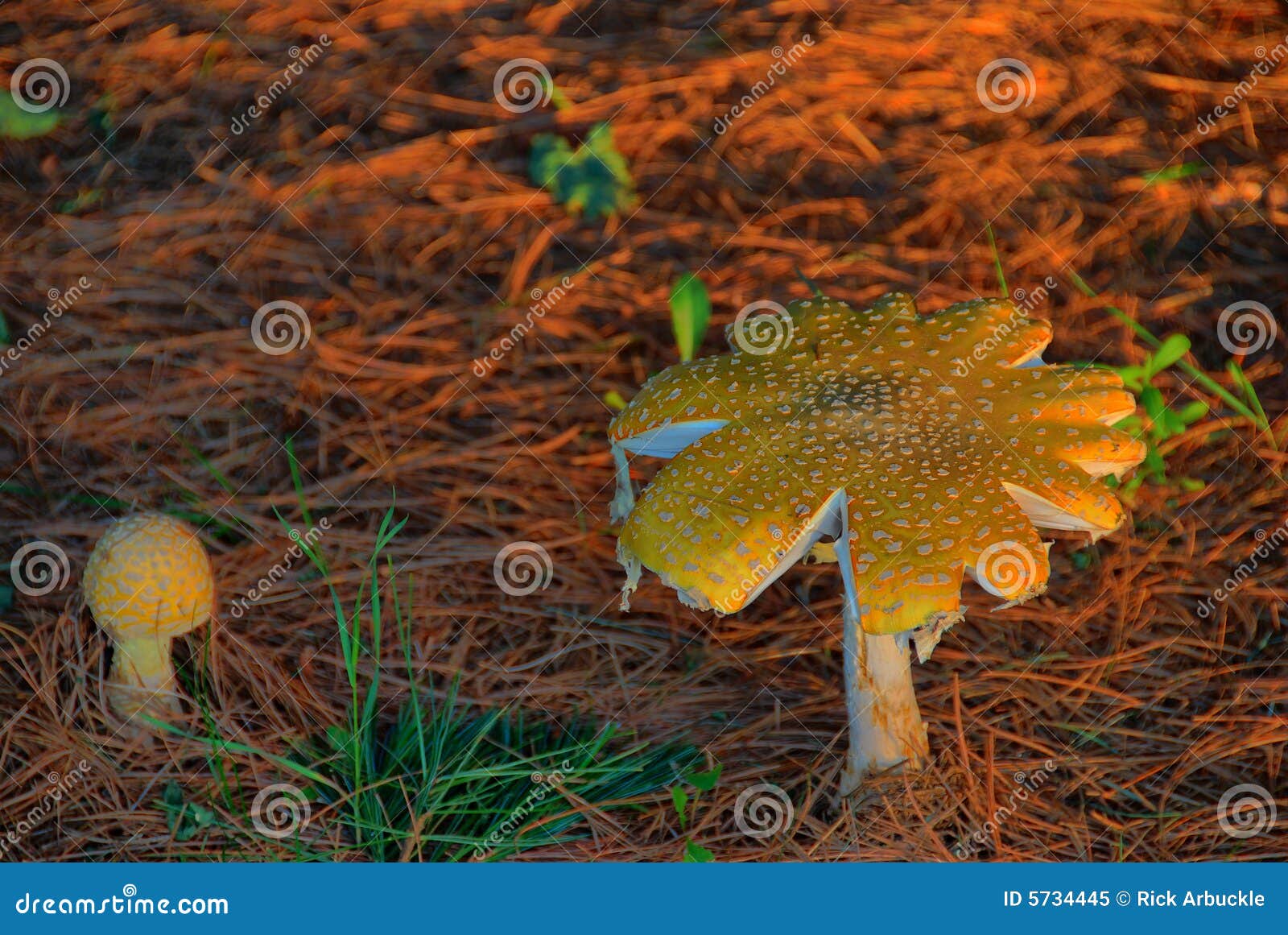 Toadstools stock image. Image of needles, growth, fungus - 5734445