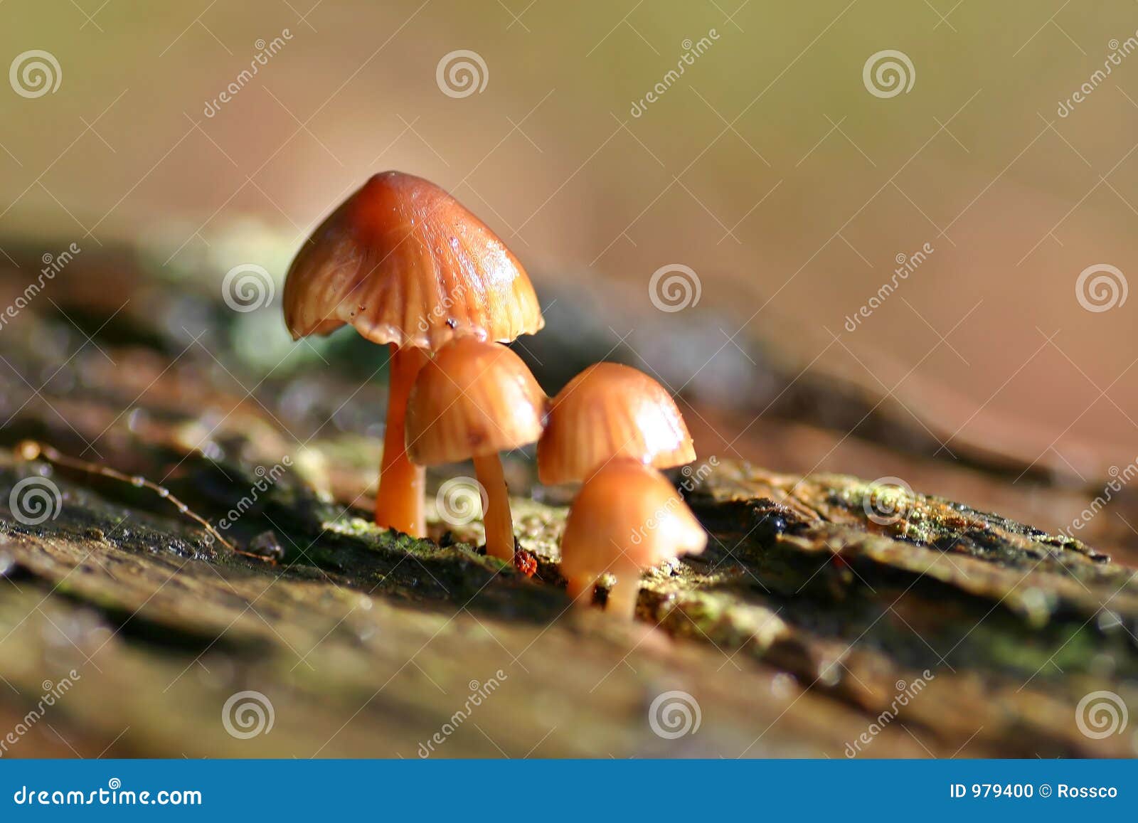 Toadstools stock photo. Image of mushrooms, macro, dark - 979400
