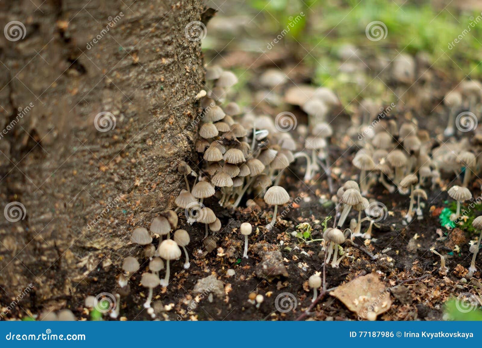 Toadstools around the tree stock photo. Image of fungus - 77187986
