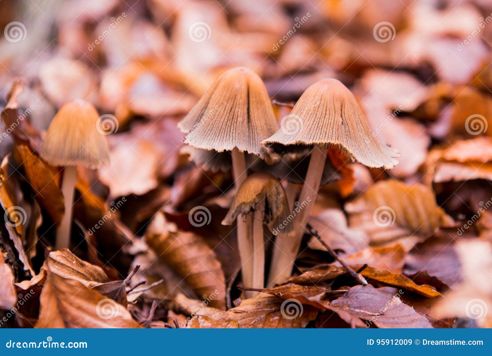 Toadstools in the Autumn stock image. Image of forage - 95912009
