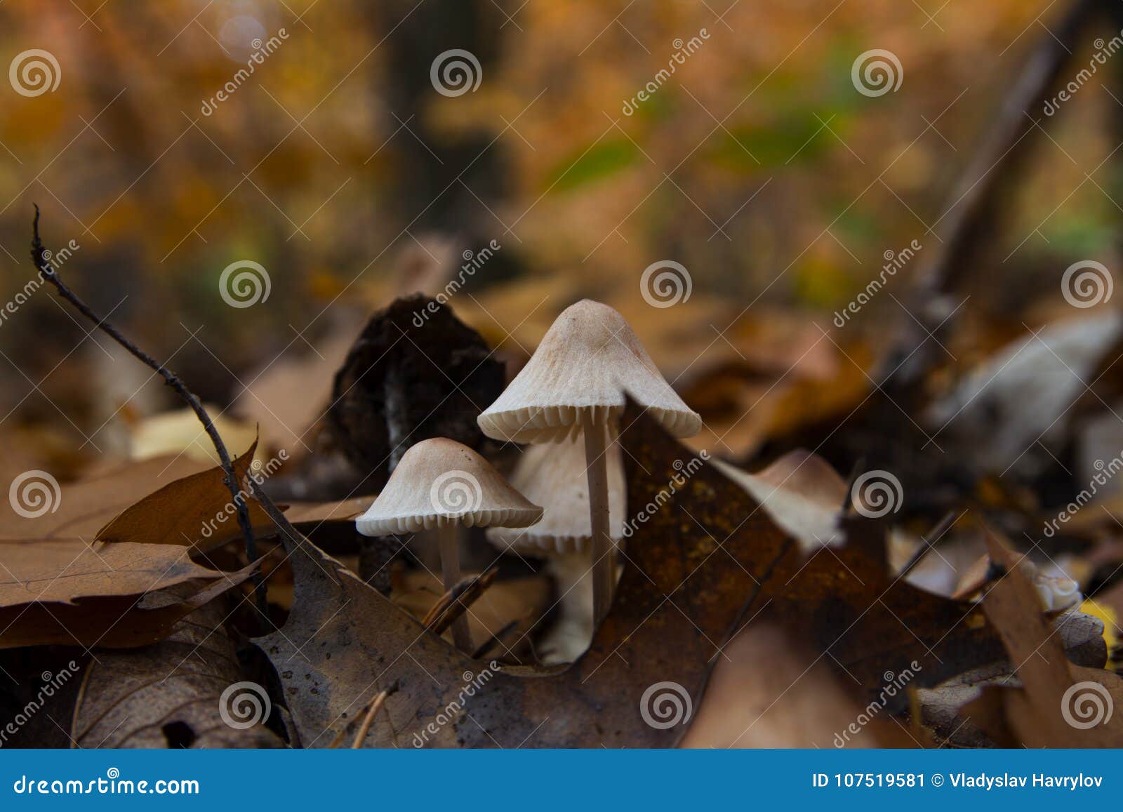 Toadstools in Autumn Forest Stock Image - Image of land, color: 107519581