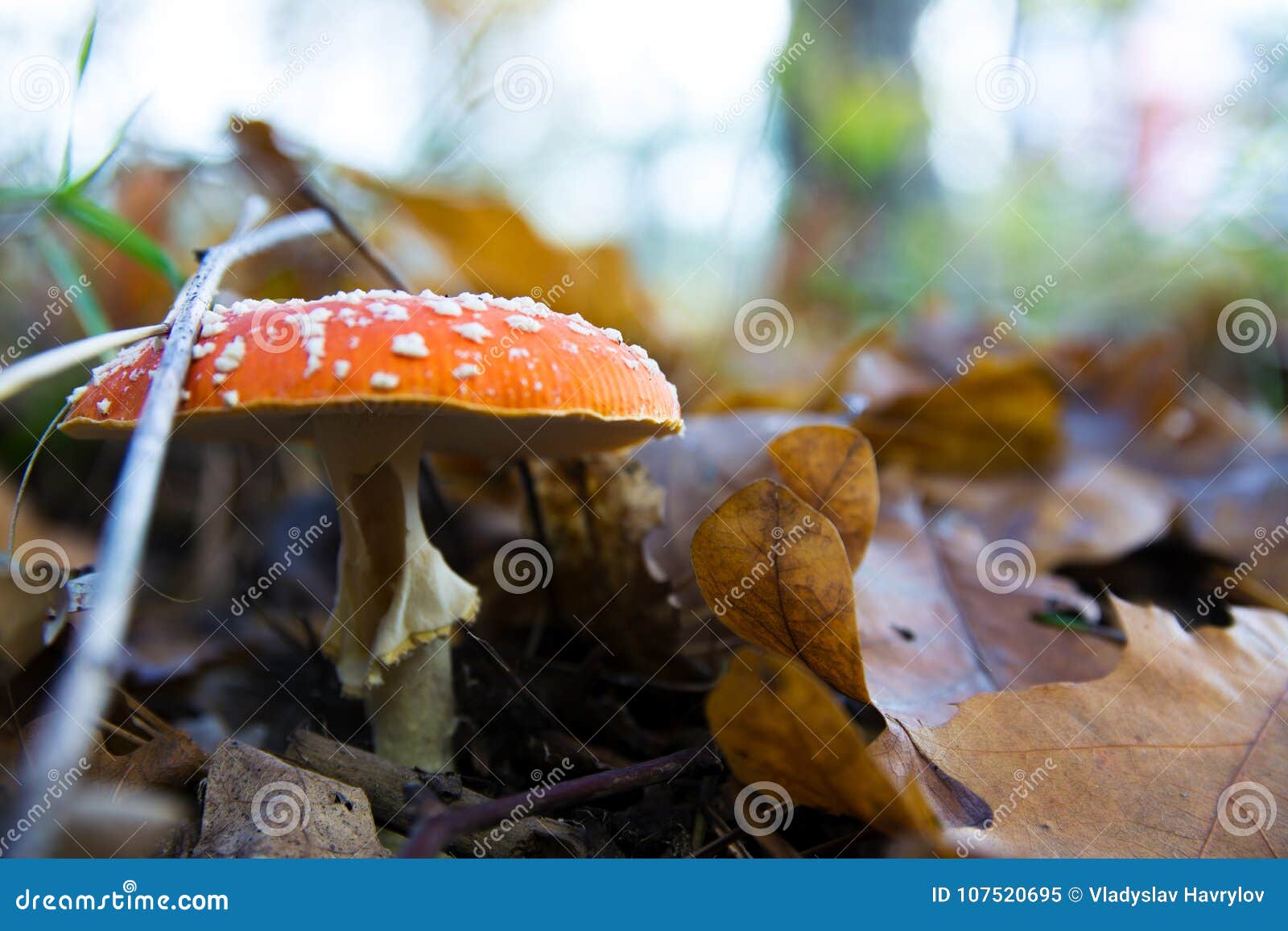 Toadstools in Autumn Forest Stock Image - Image of close, paper: 107520695