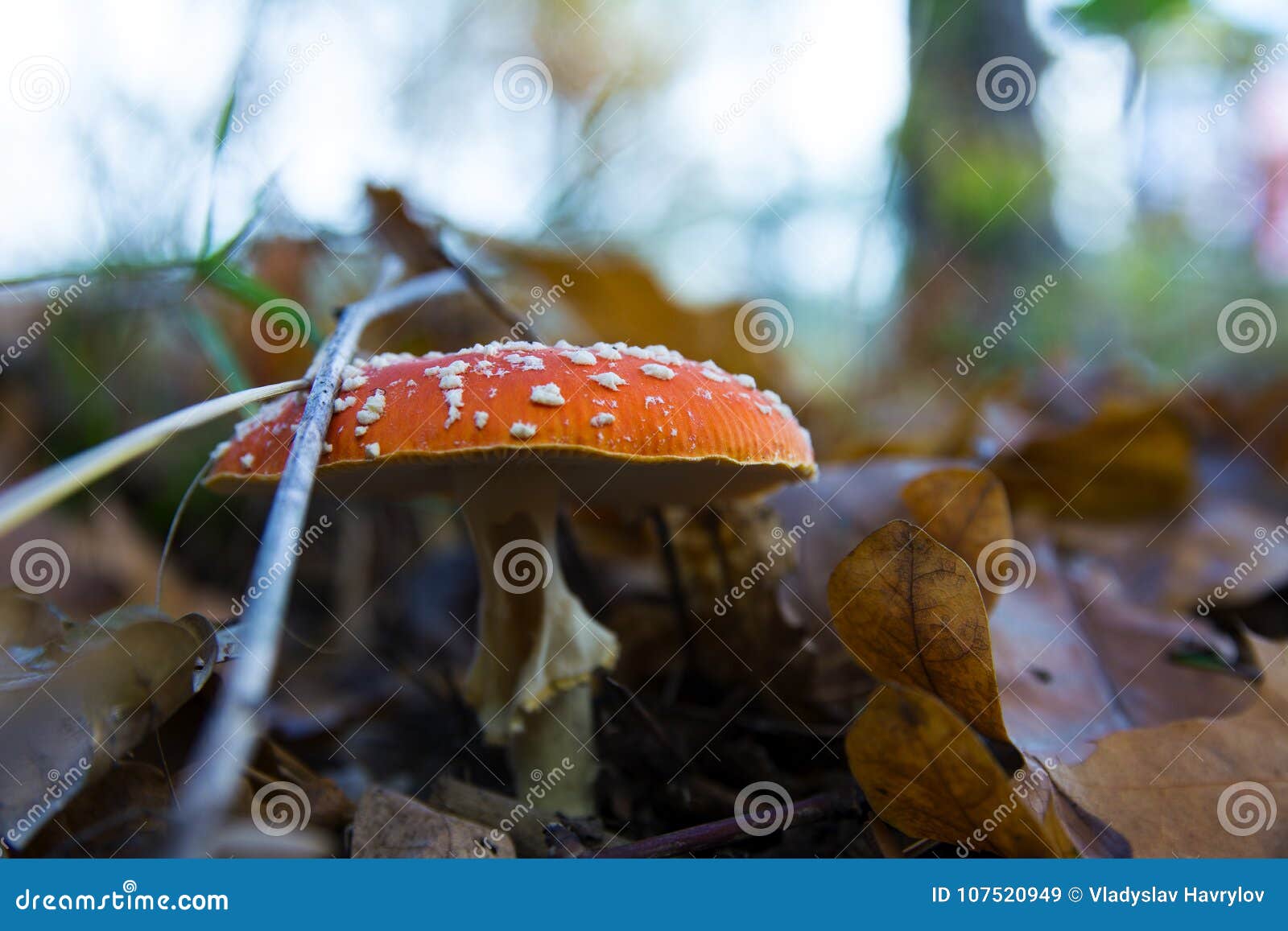 Toadstools in Autumn Forest Stock Image - Image of cultivation ...