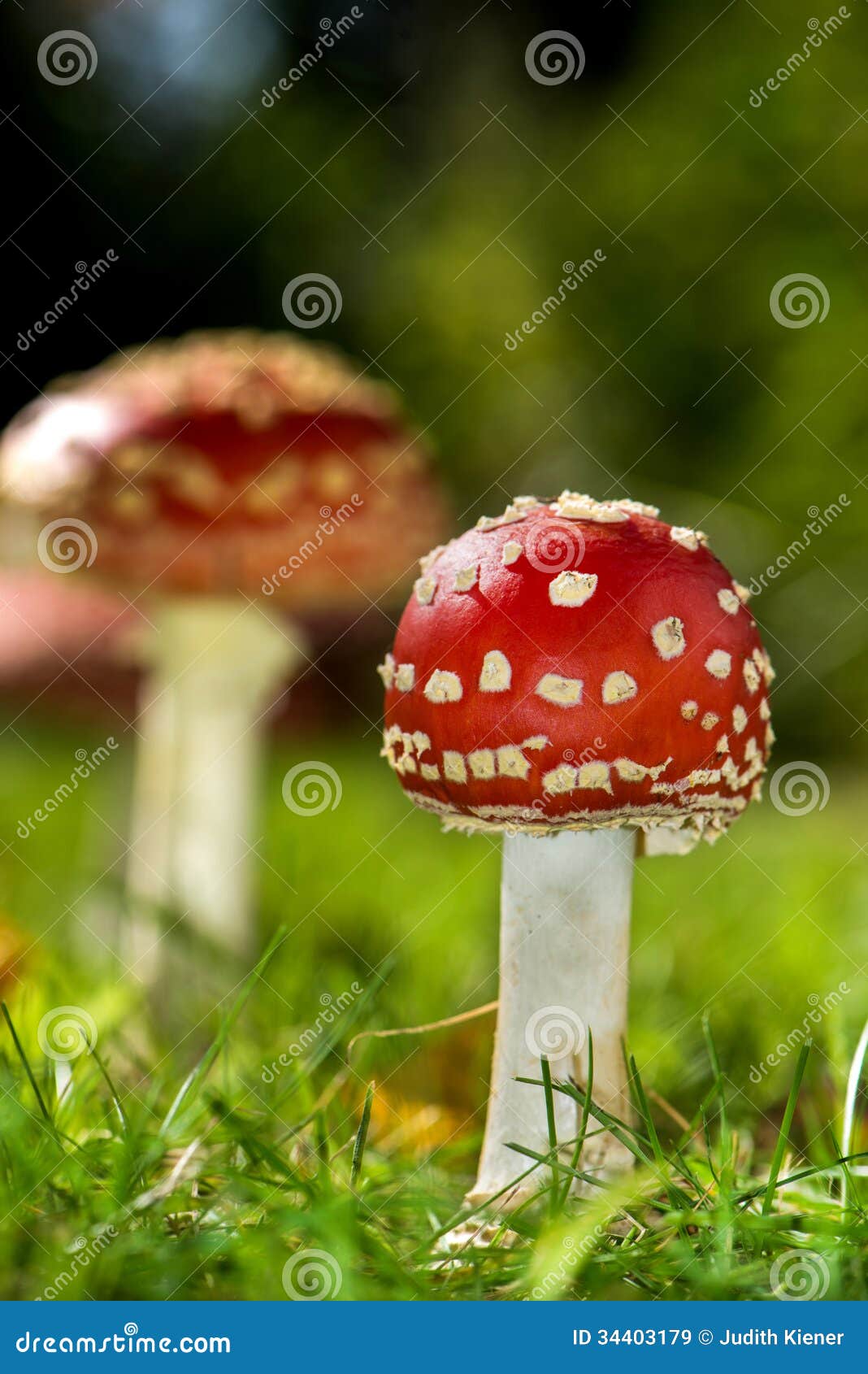 Toadstools stock image. Image of agaric, toadstool, edge - 34403179