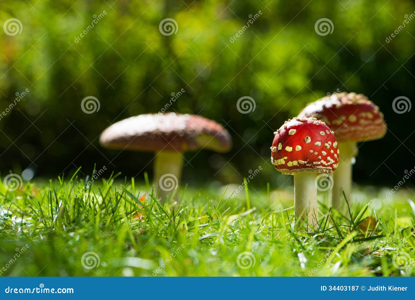 Toadstools stock image. Image of mushroom, agaric, sunny - 34403187