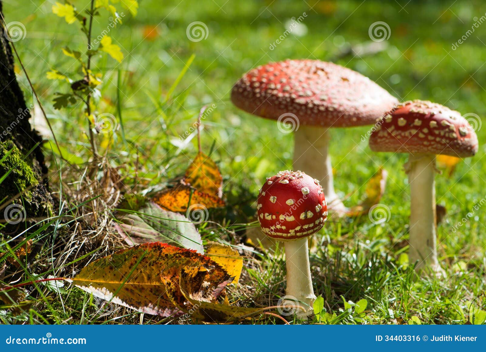 Toadstools stock photo. Image of luck, devil, amanita - 34403316