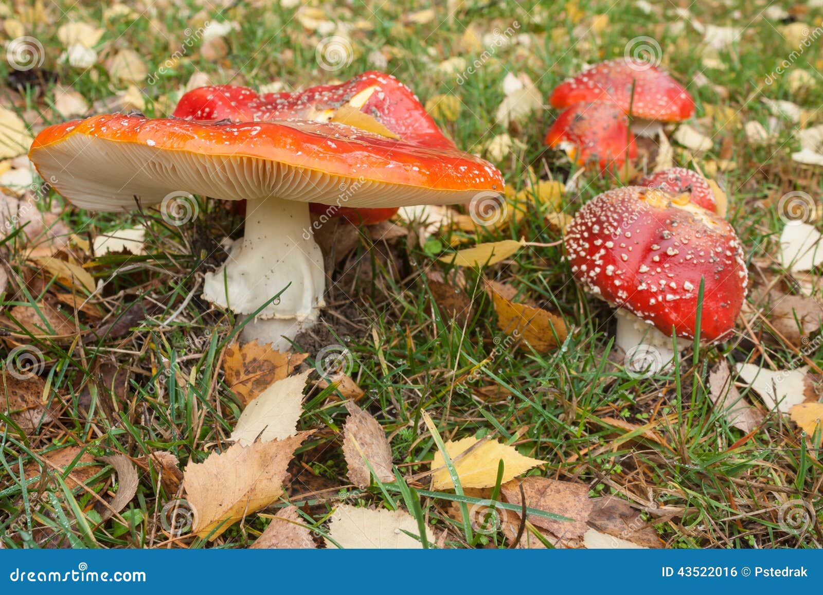 Toadstools with Fallen Leaves Stock Photo - Image of fungi, deadly ...