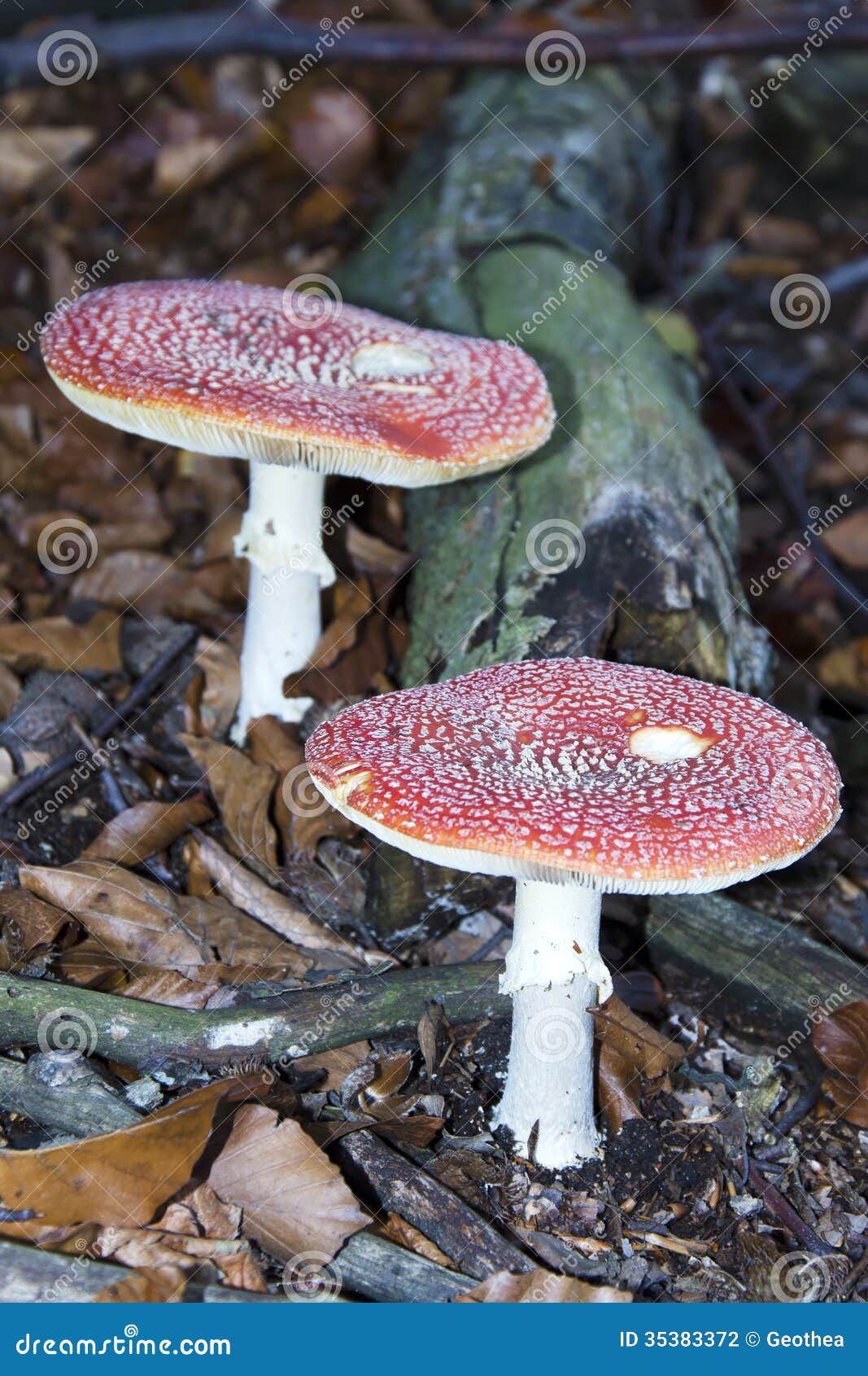 The toadstools stock photo. Image of agaric, amanita - 35383372