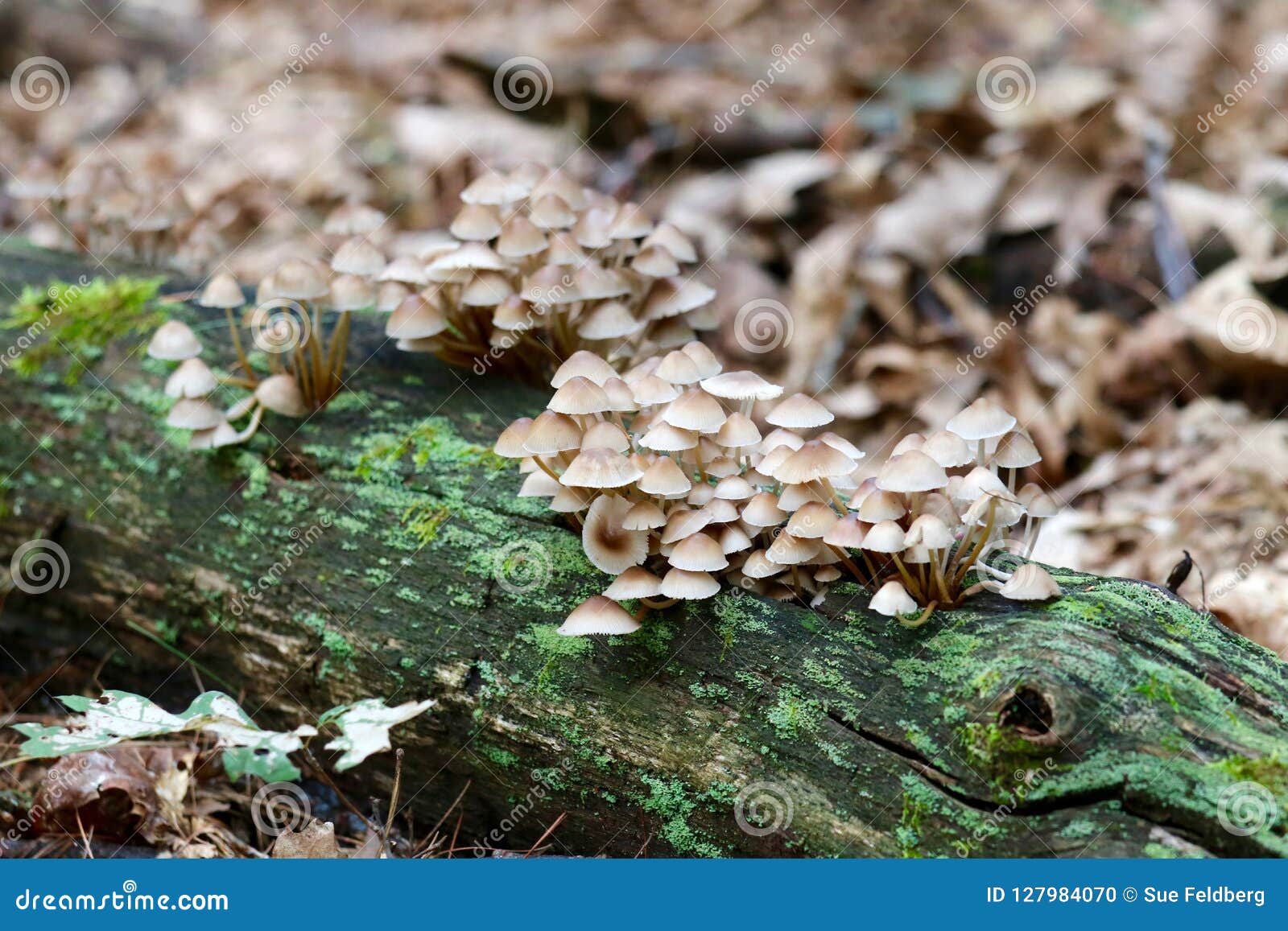 Toadstools in the Forest stock photo. Image of delicate - 127984070