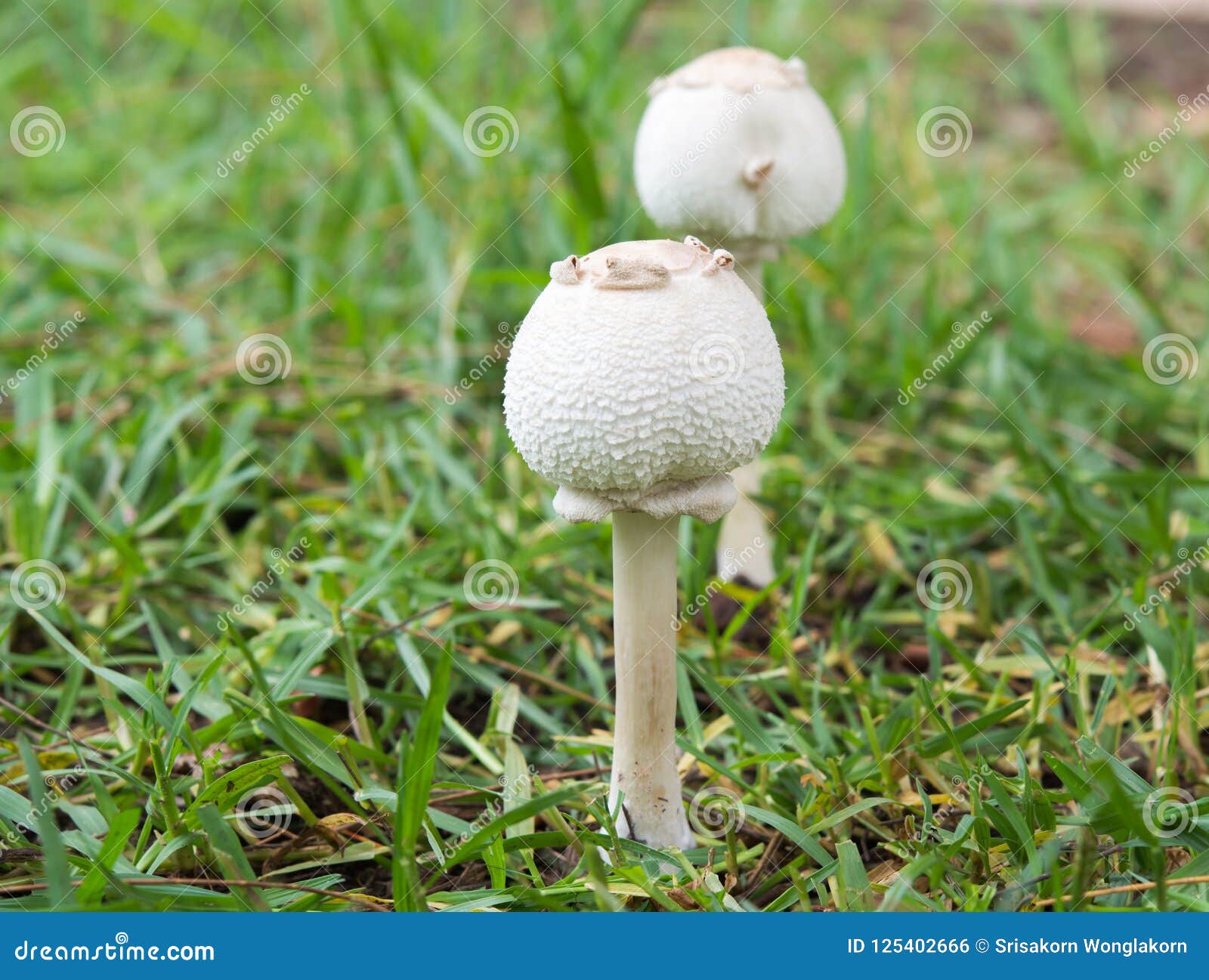 Toadstools on Forest lawn stock photo. Image of agaric - 125402666