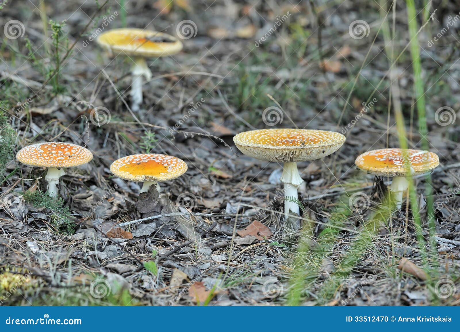 Toadstools in the forest stock photo. Image of agaric - 33512470
