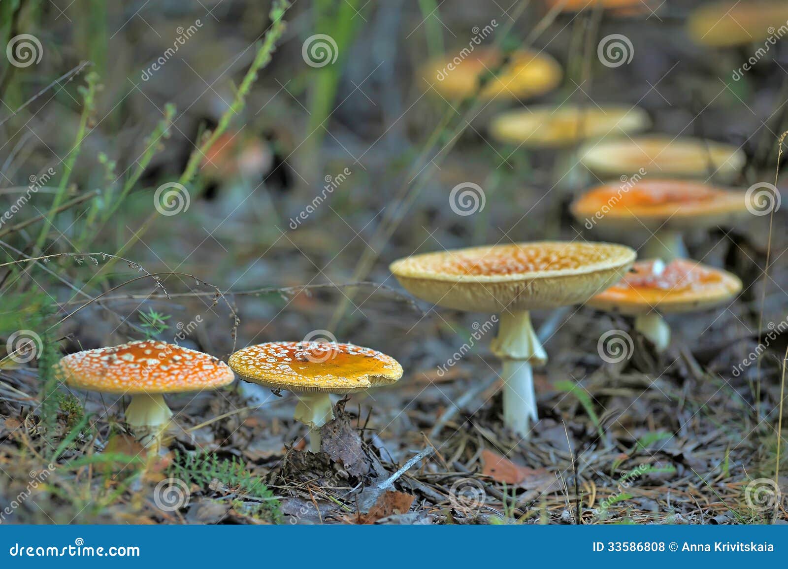 Toadstools in the forest stock photo. Image of autumn - 33586808