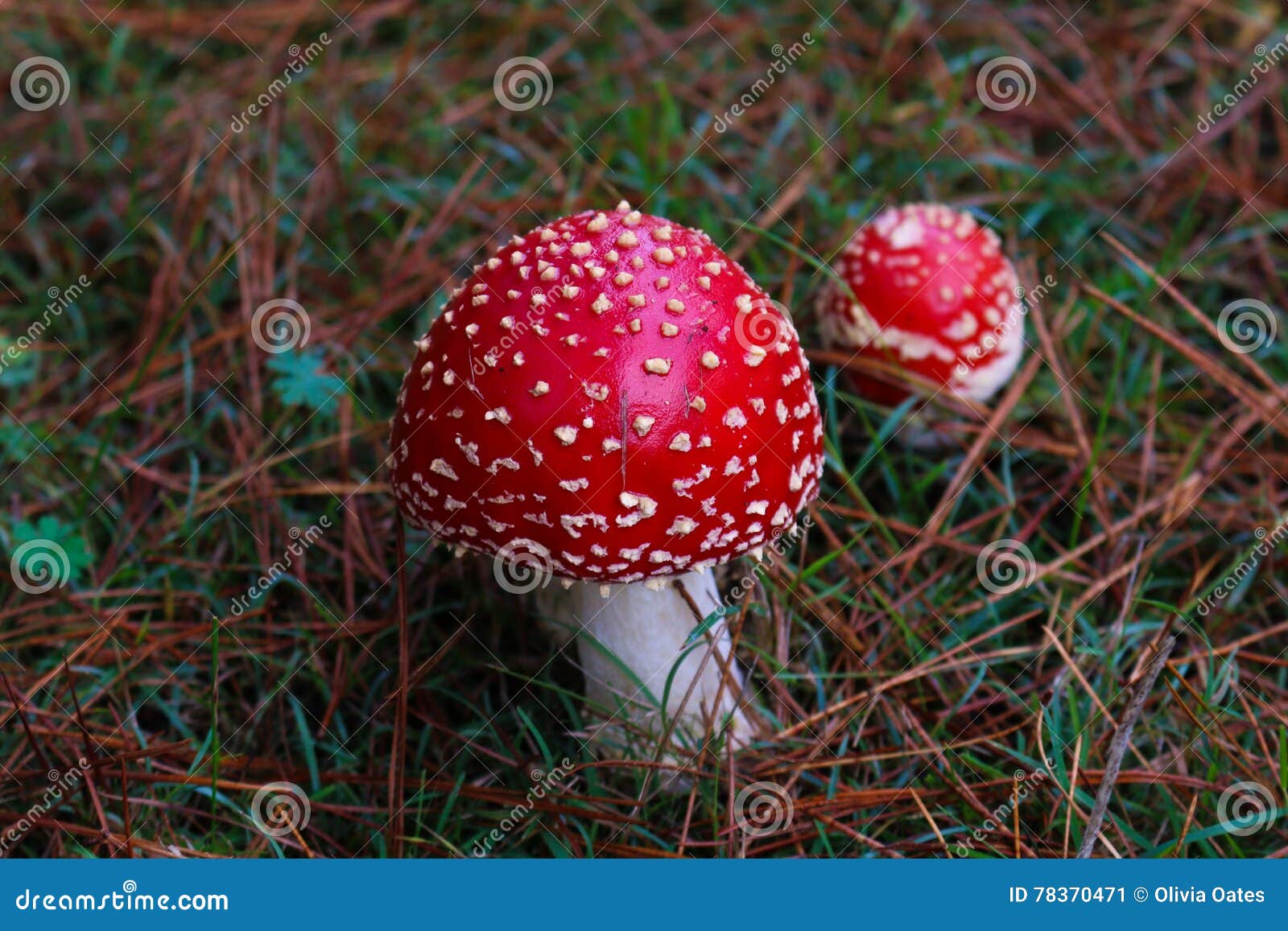 Toadstools in the Forest stock image. Image of fungi - 78370471