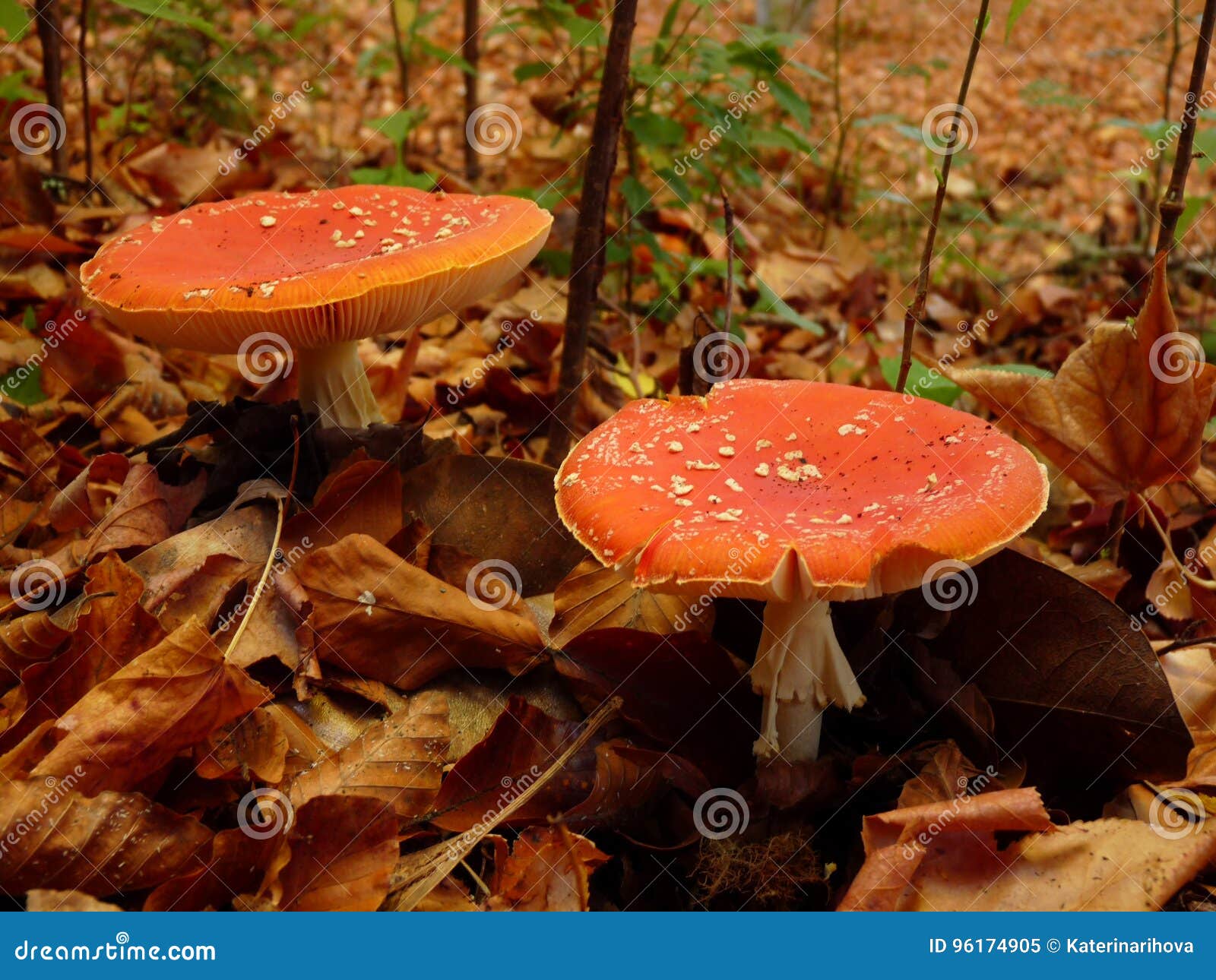 Toadstools in the forest stock image. Image of mushrooms - 96174905