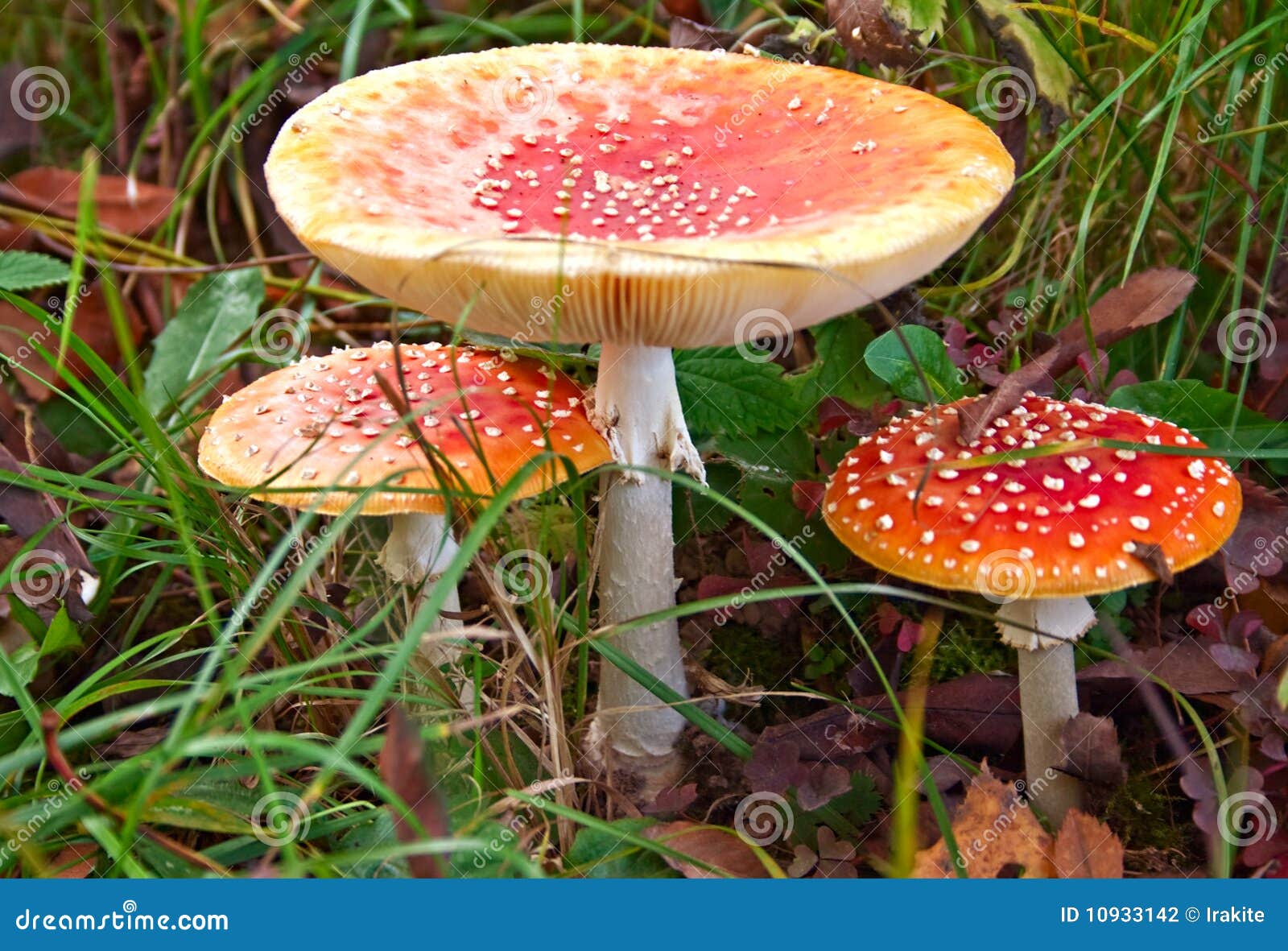 Toadstools in grass stock photo. Image of spotted, ground - 10933142