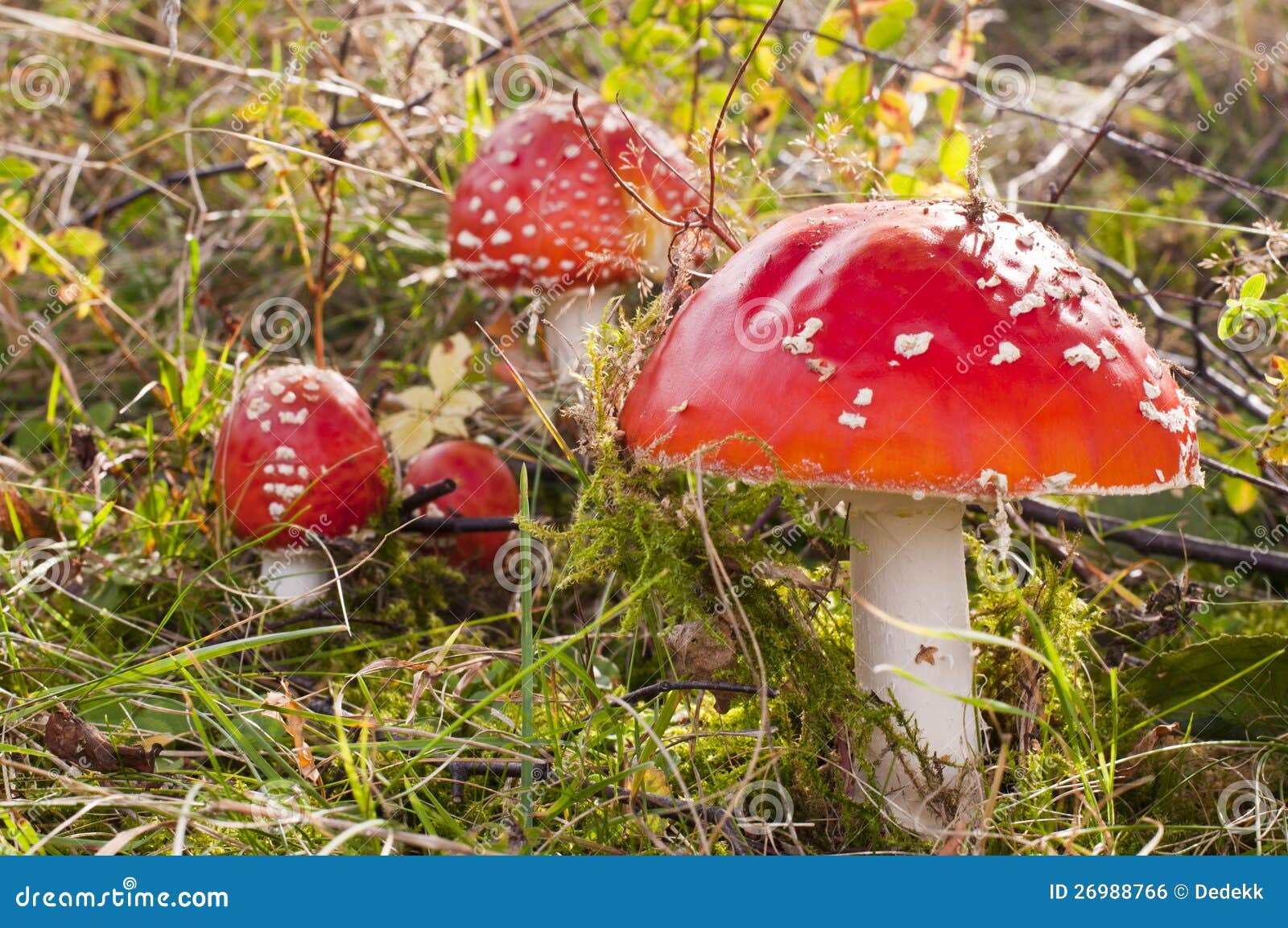 Toadstools in grass stock photo. Image of outdoors, blank - 26988766