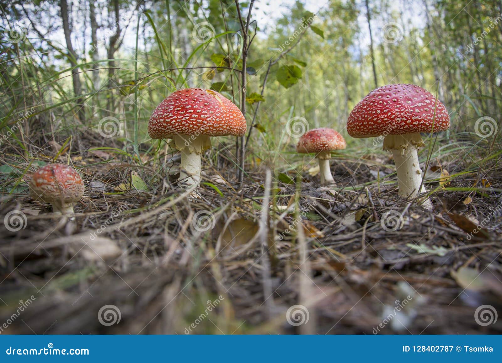 Toadstools in the grass. stock image. Image of decoration - 128402787