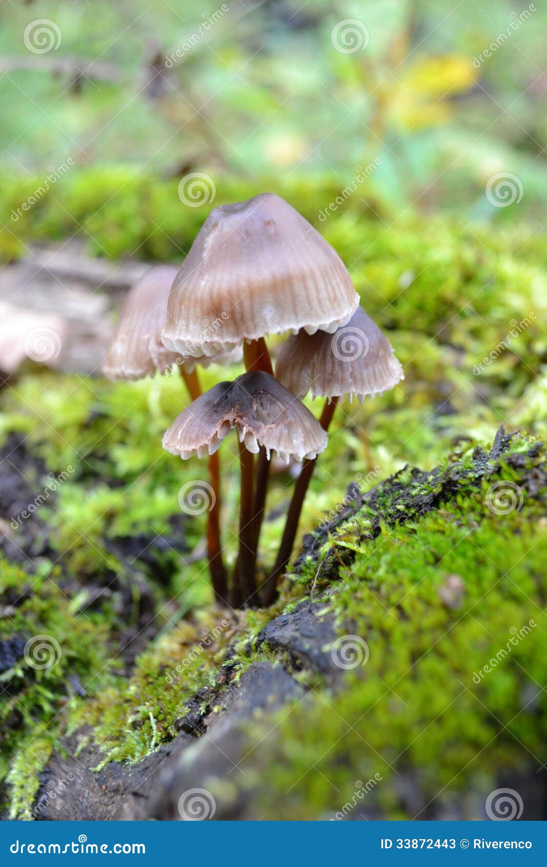 Toadstools stock image. Image of nature, honey, macro - 33872443