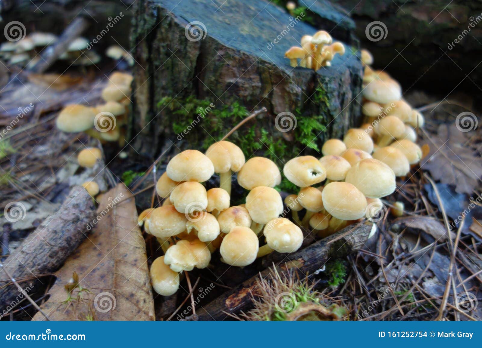 Toadstools Growing Around a Tree Stump Stock Photo - Image of ...