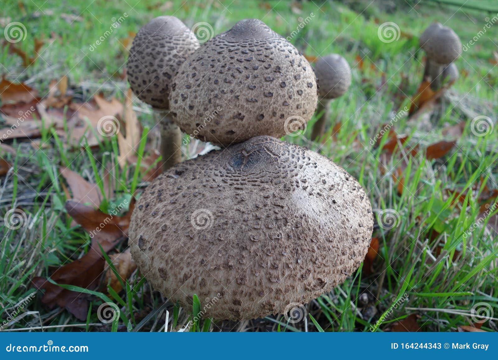 Toadstools Growing in Autumn Stock Image - Image of toadstools, fall ...