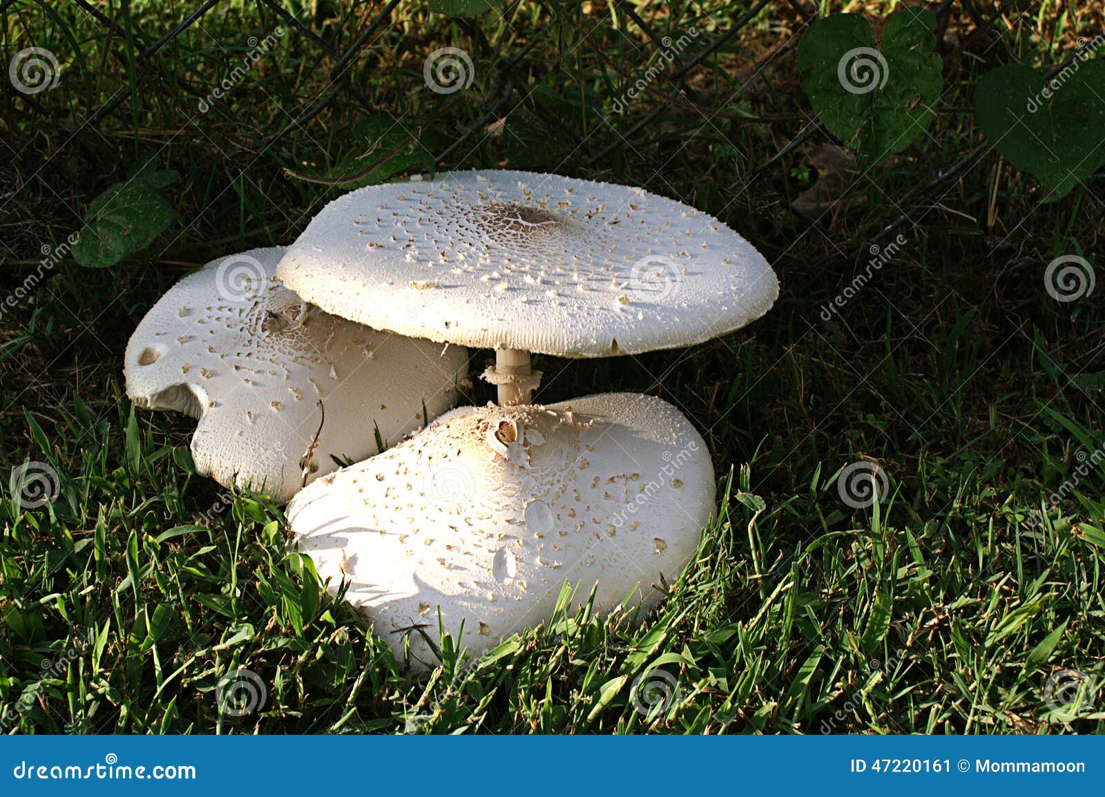 Toadstools Growing in Grass Stock Image - Image of head, macro: 47220161