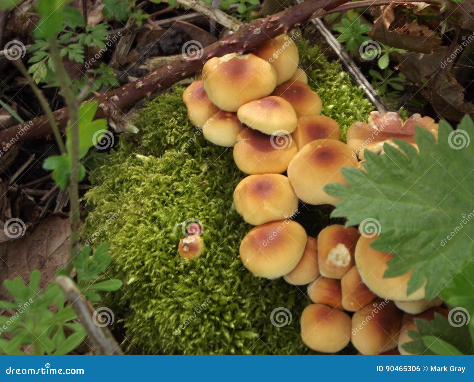Toadstools stock photo. Image of mushrooms, growing, woodland - 90465306