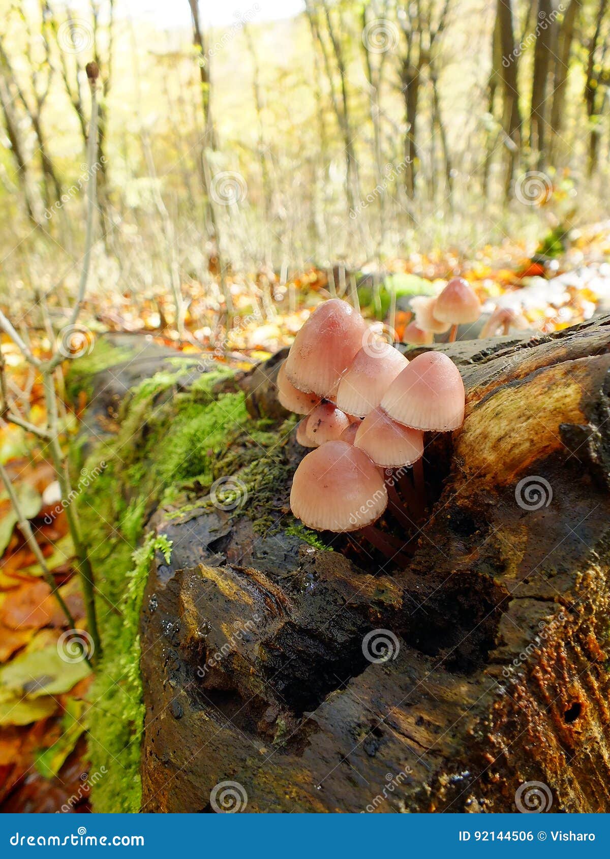 Toadstools stock photo. Image of england, october, mossy - 92144506