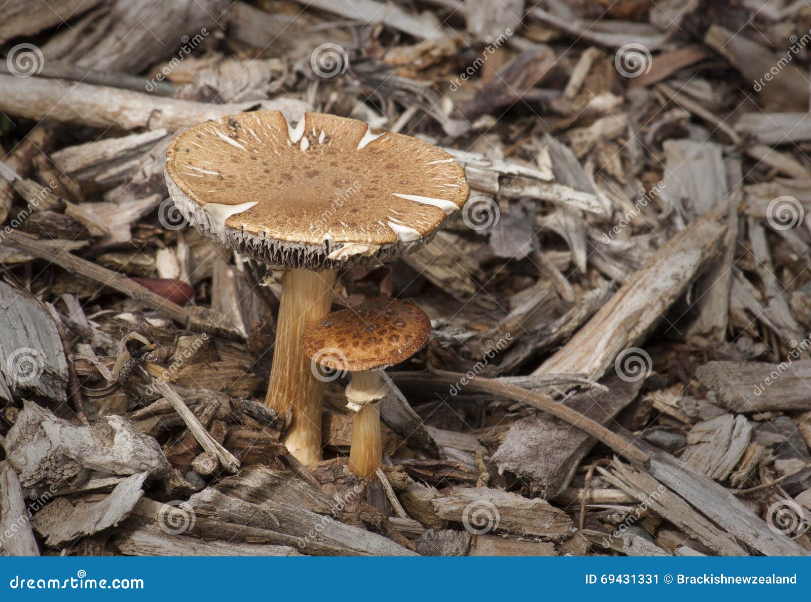 Toadstools stock image. Image of mushrooms, growth, autumn - 69431331