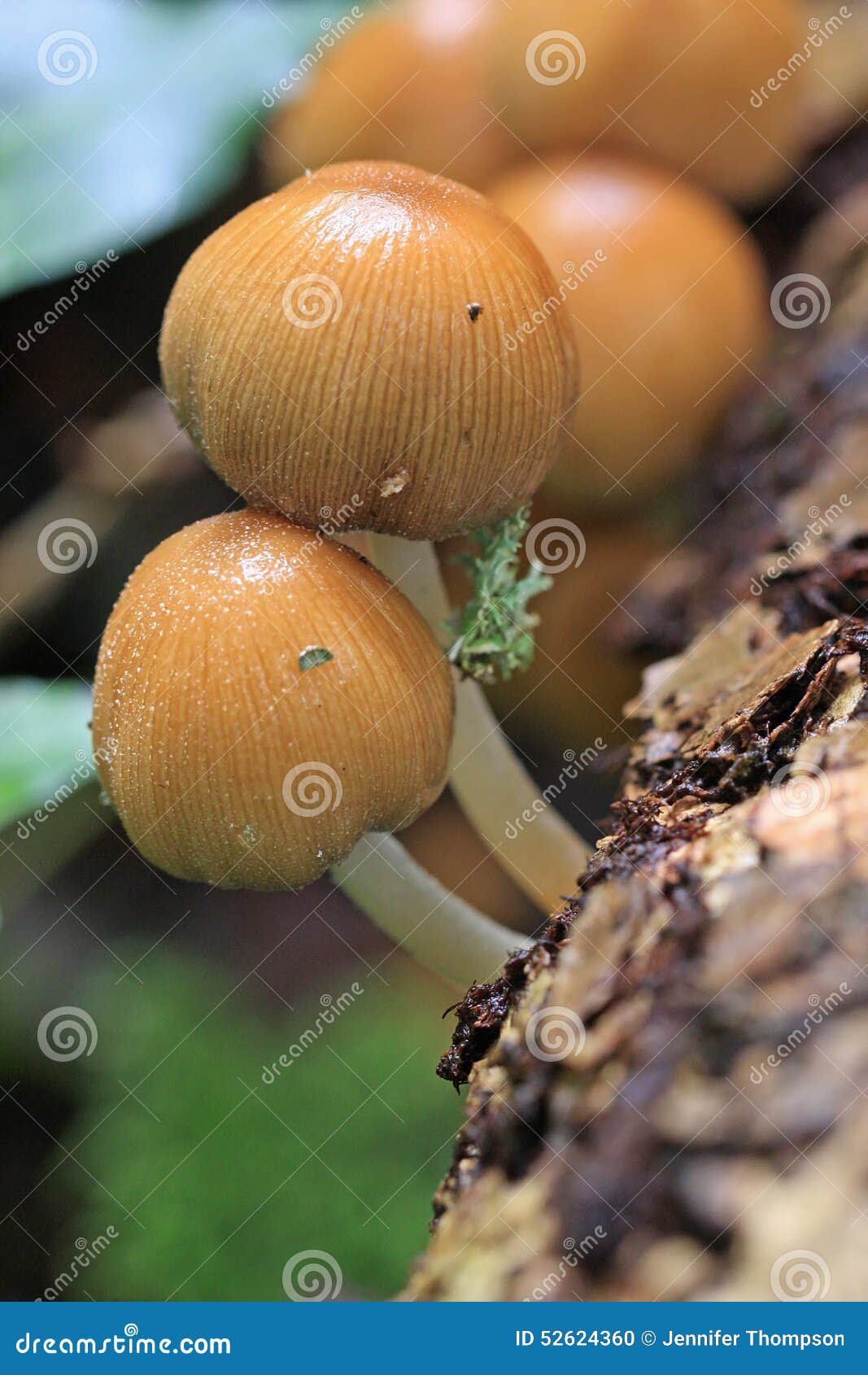 Toadstools stock photo. Image of autumn, brown, striation - 52624360