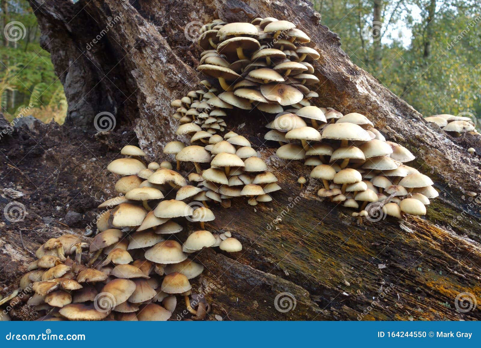 Toadstools Growing on Tree Bark Stock Photo - Image of woodland, fall ...