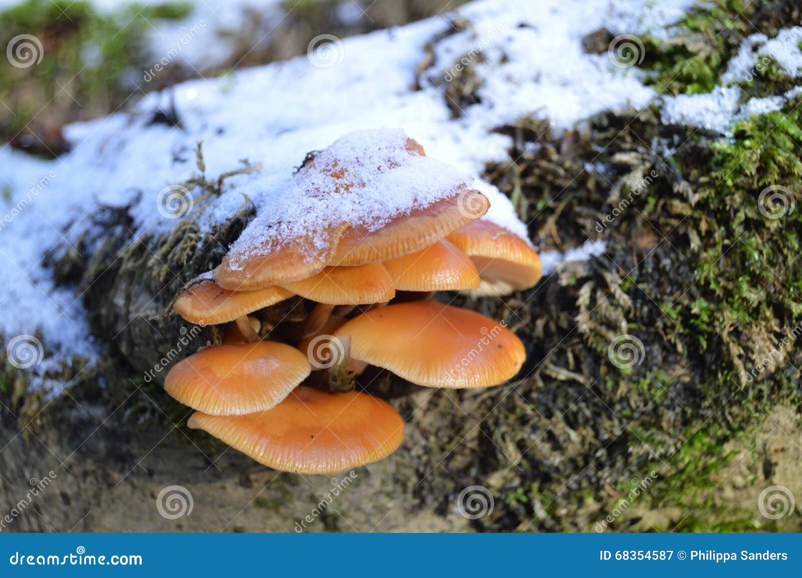 Toadstools stock image. Image of toadstools, snow, growing - 68354587