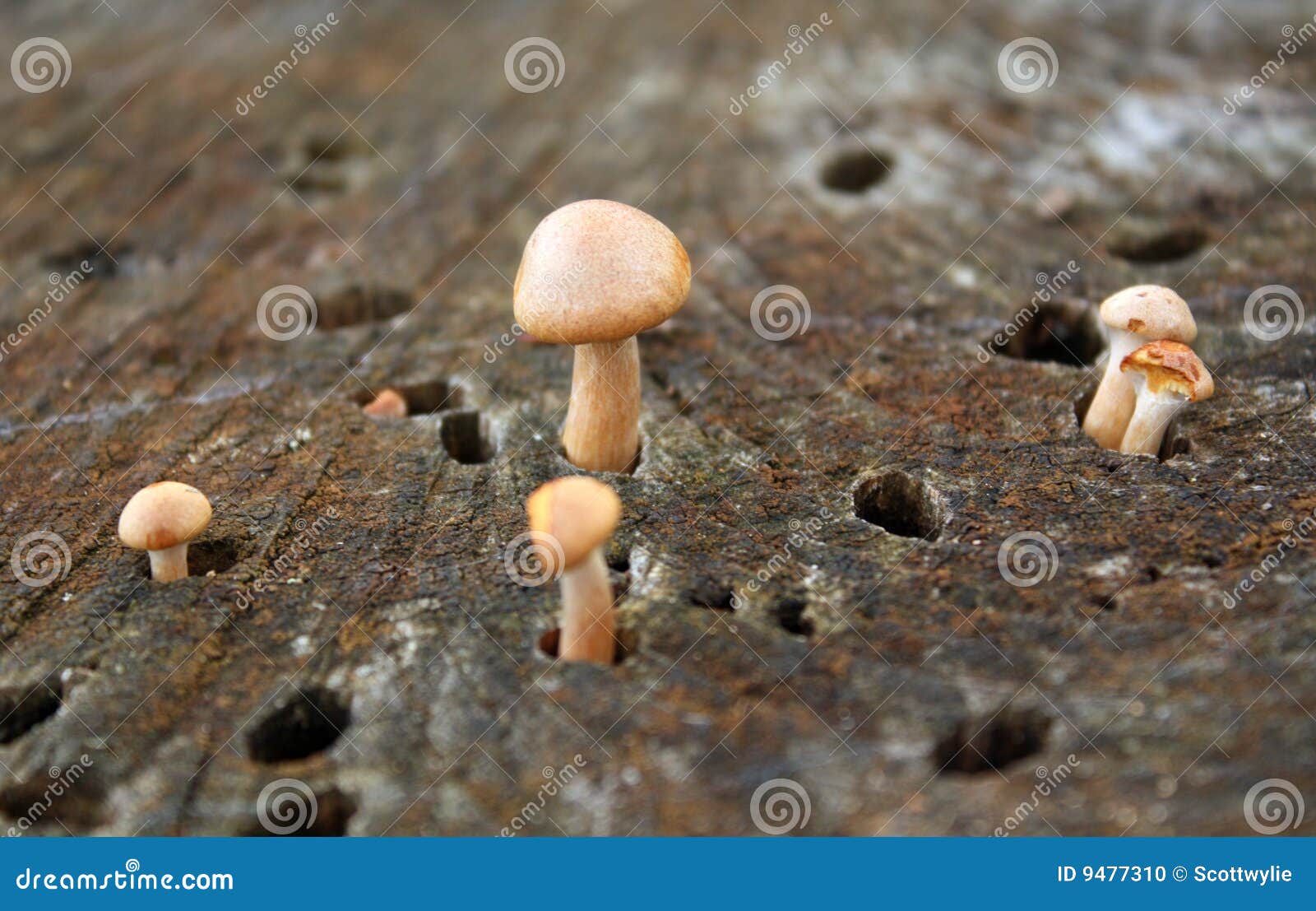 Toadstools Growing through Tree Stump. Stock Photo - Image of bark ...
