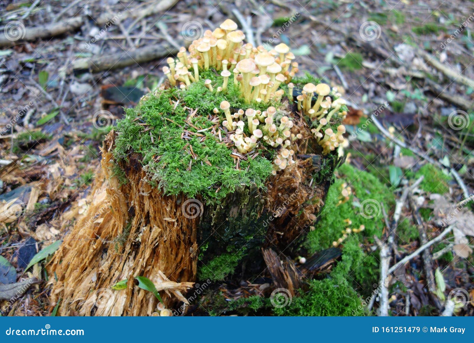 Toadstools Growing on a Tree Stump Stock Image - Image of forest ...