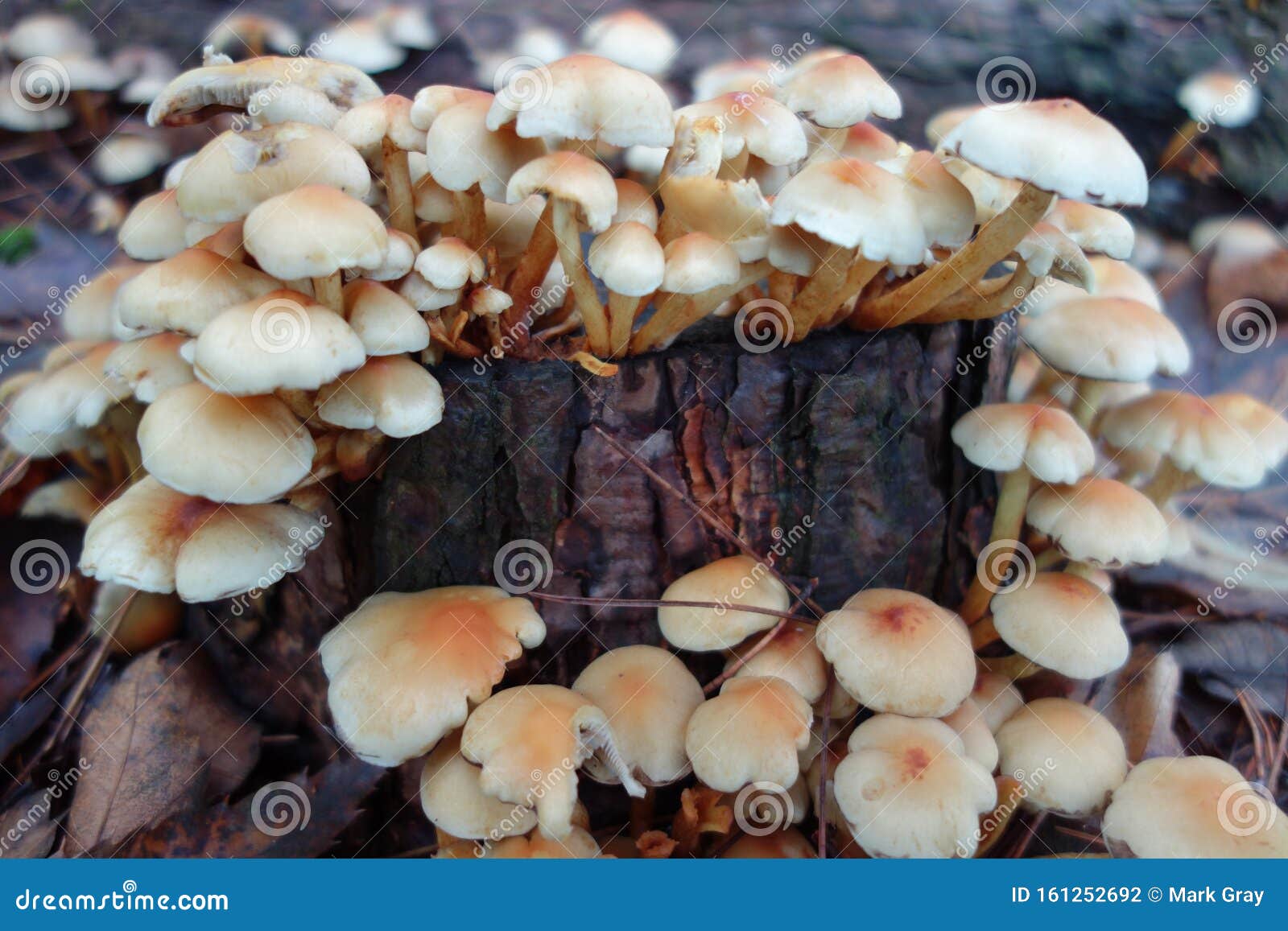 Toadstools Growing on a Tree Stump Stock Photo - Image of autumn, tree ...