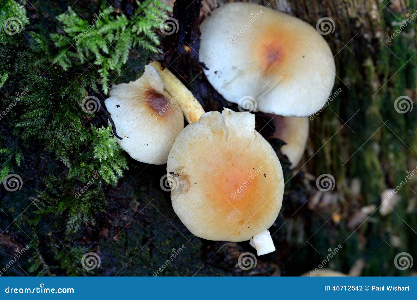 Toadstools growing on tree stock photo. Image of brown - 46712542