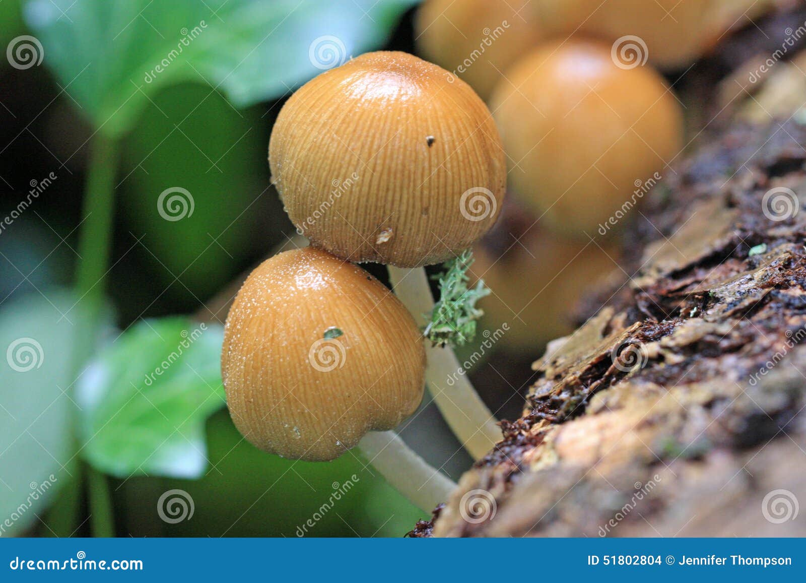 Toadstools stock photo. Image of fungus, mushroom, tree - 51802804