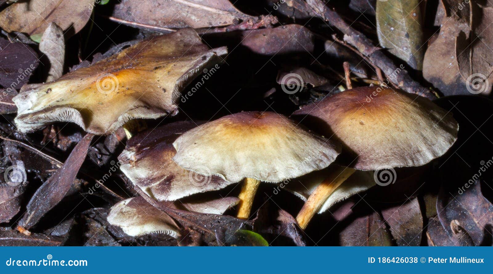 Toadstools in the Leaf Litter of Indigenous Forest, George South Africa ...